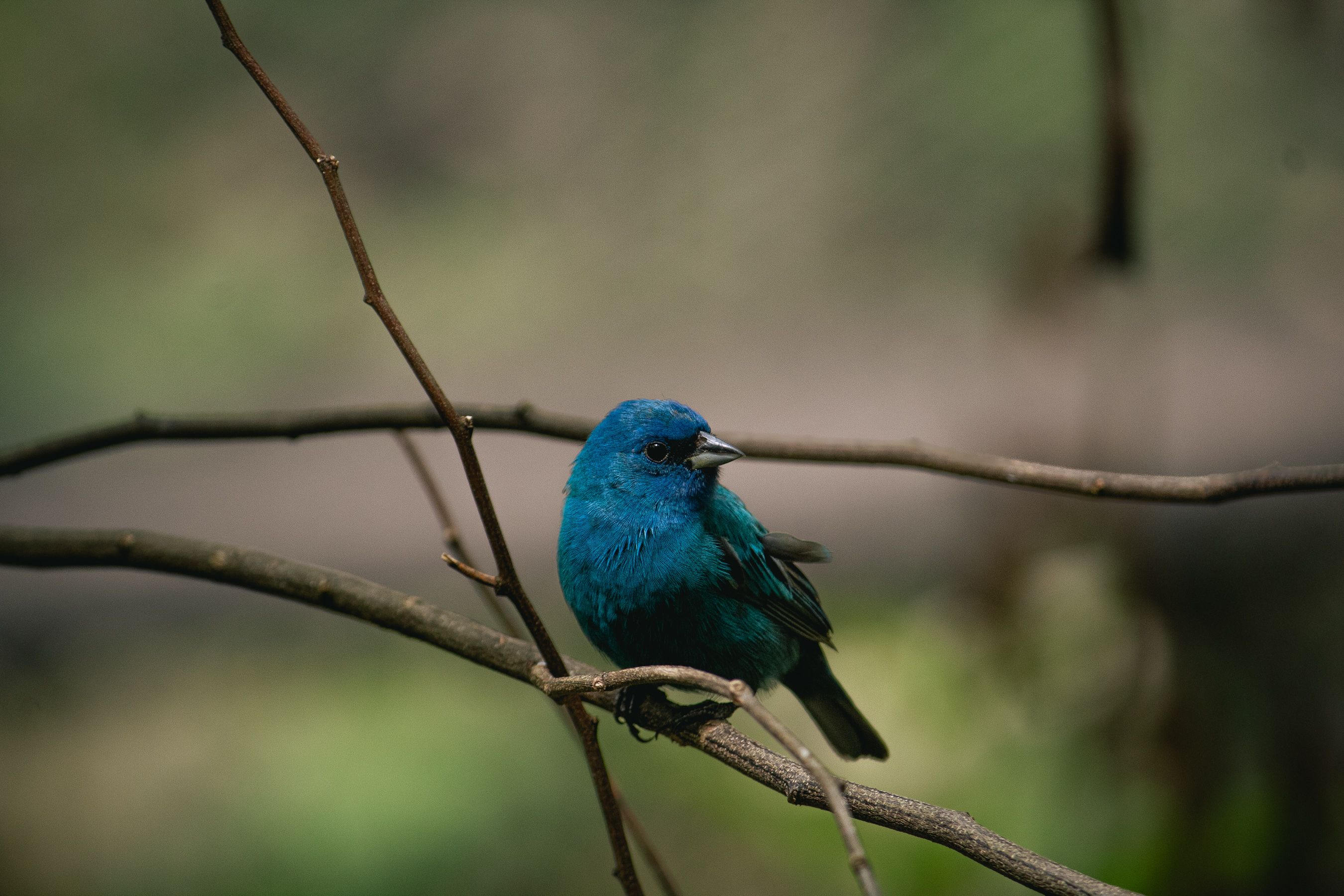 Beautiful Indigo Bunting Perched on Branch · Free Stock Photo