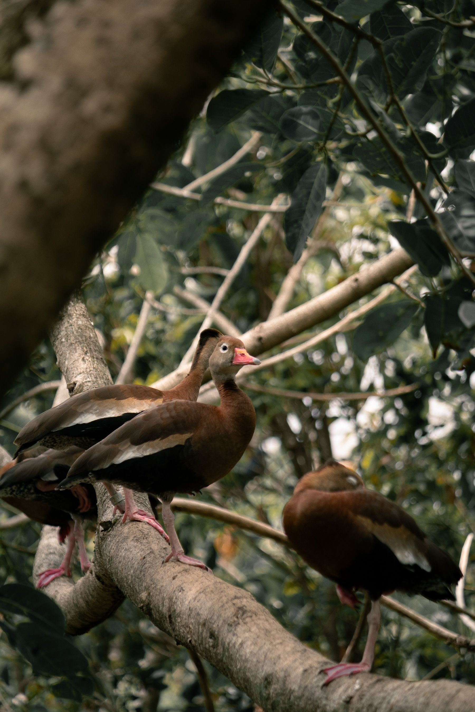 Black-Bellied Whistling Ducks Perched in a Tree · Free Stock Photo