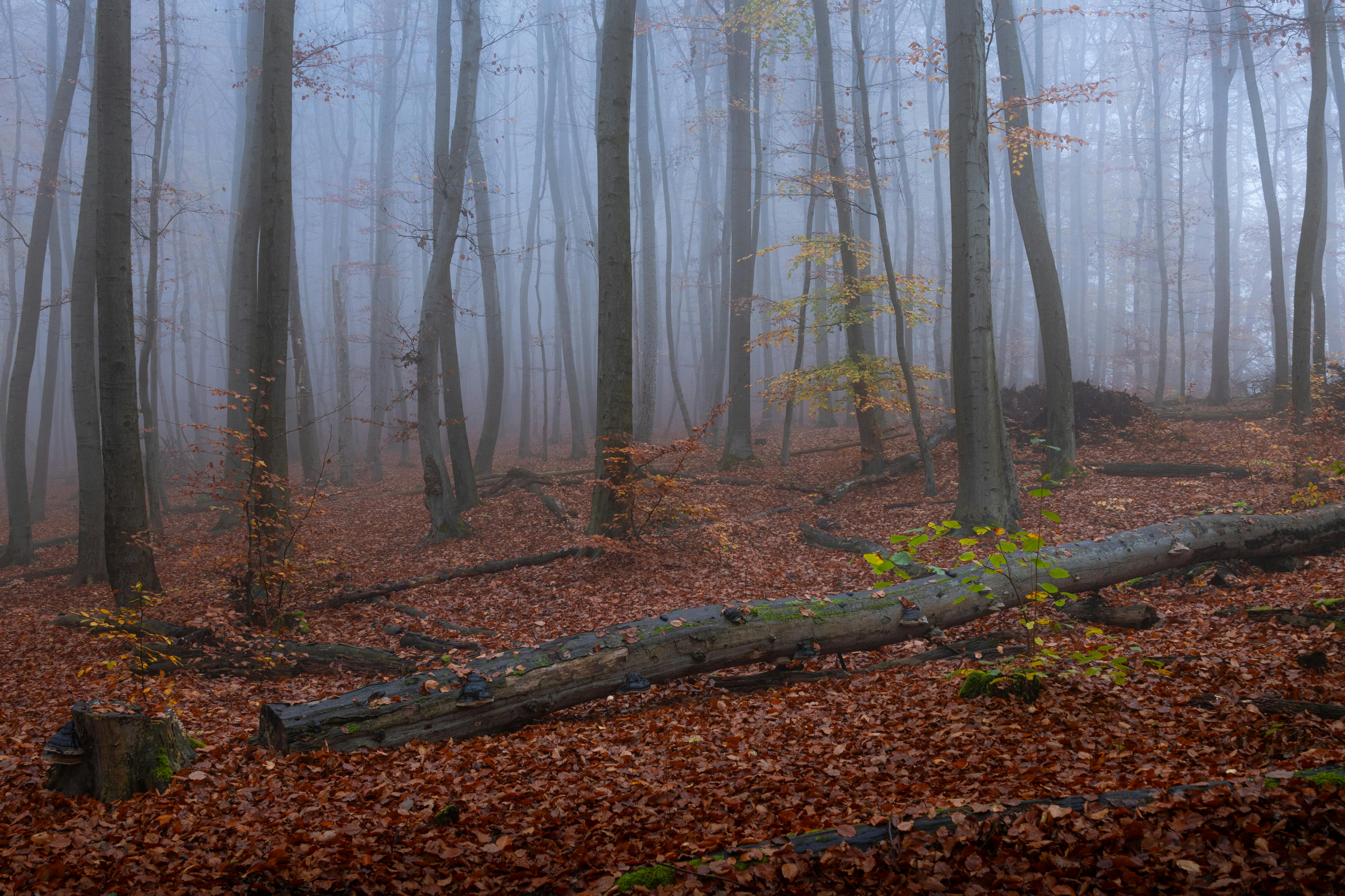 Saxony Forest Photos, Download The BEST Free Saxony Forest Stock Photos ...