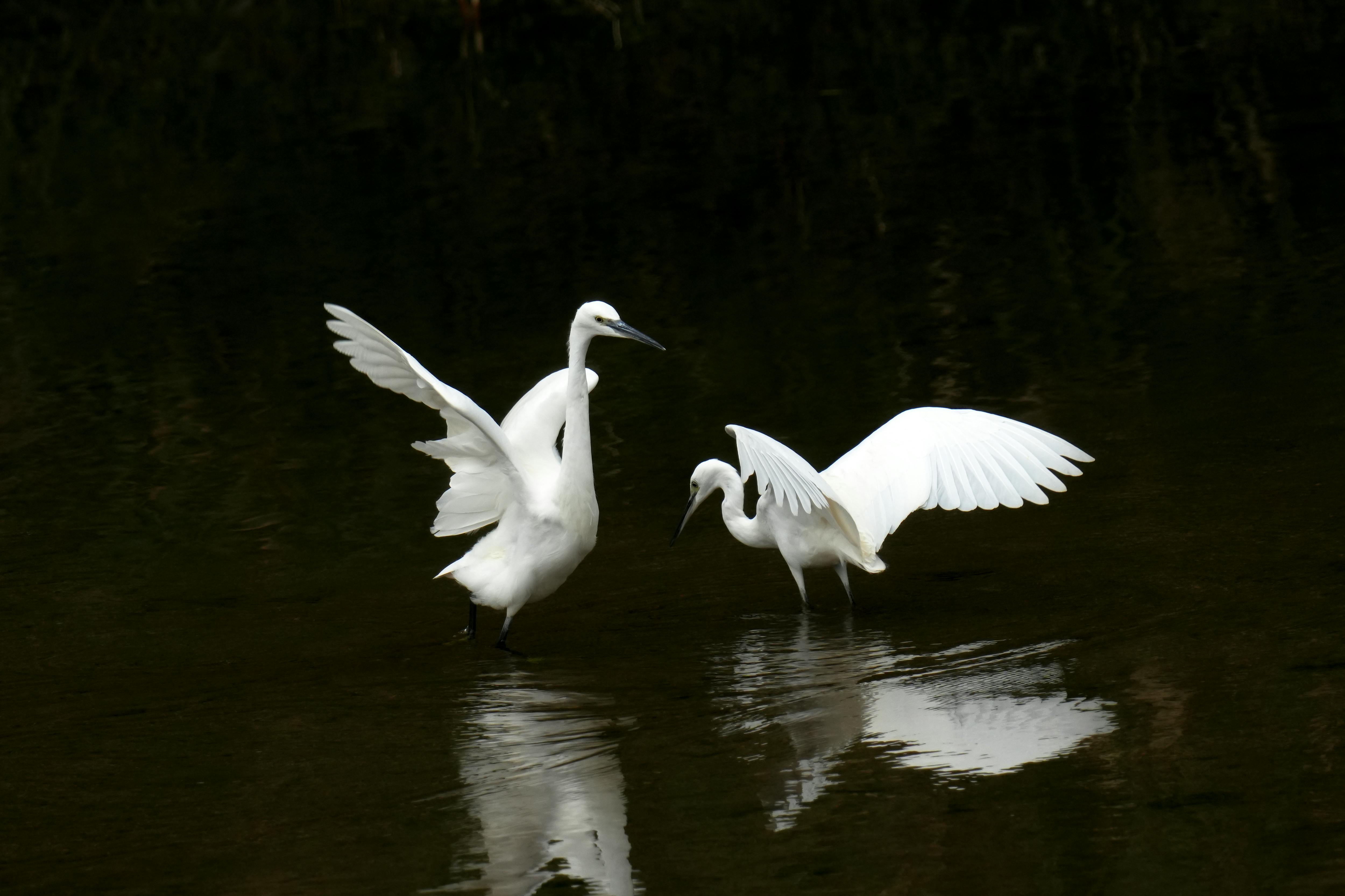 Graceful Egrets Dancing on a Reflective Pond · Free Stock Photo
