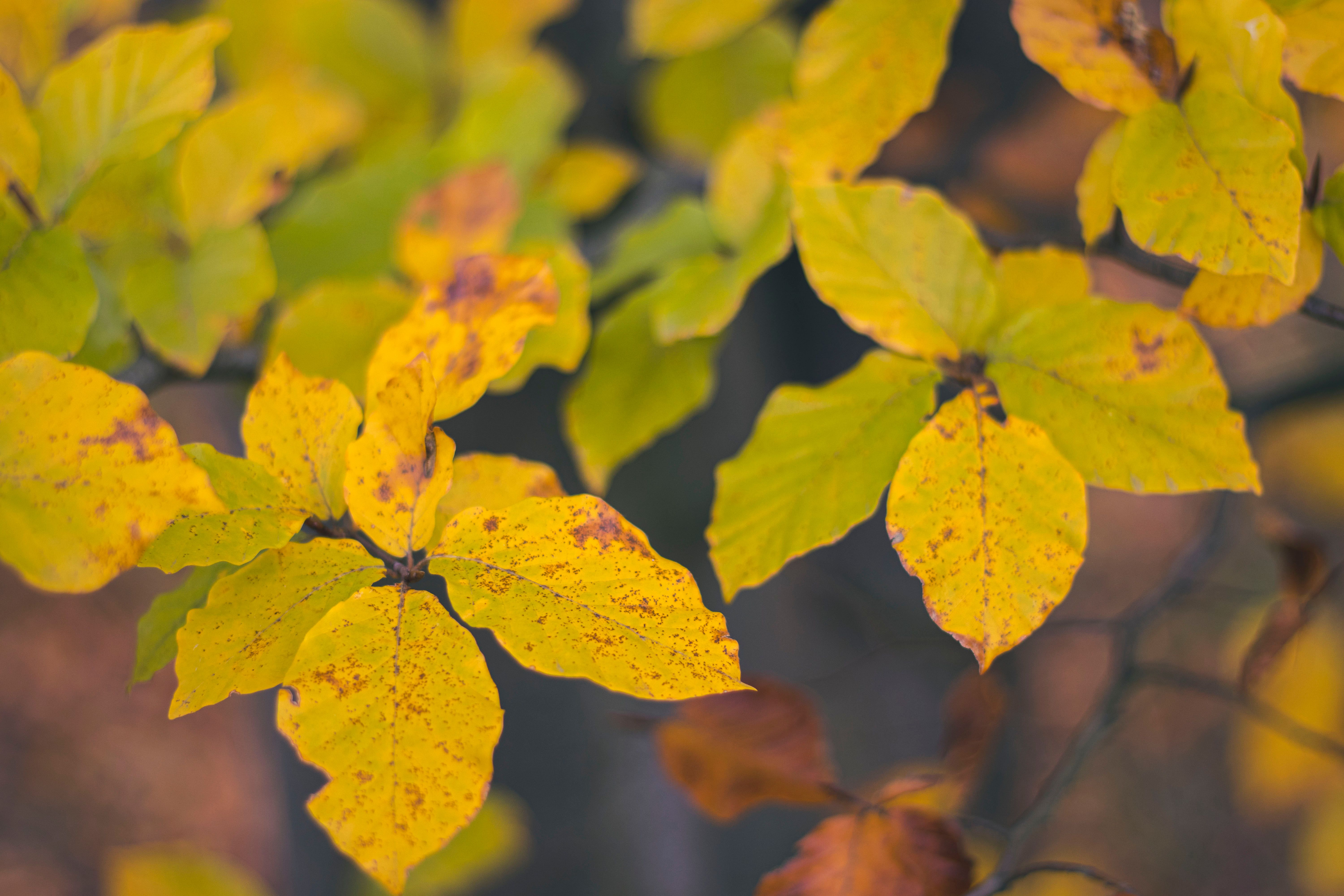 Vibrant Yellow Fall Leaves on a Tree · Free Stock Photo