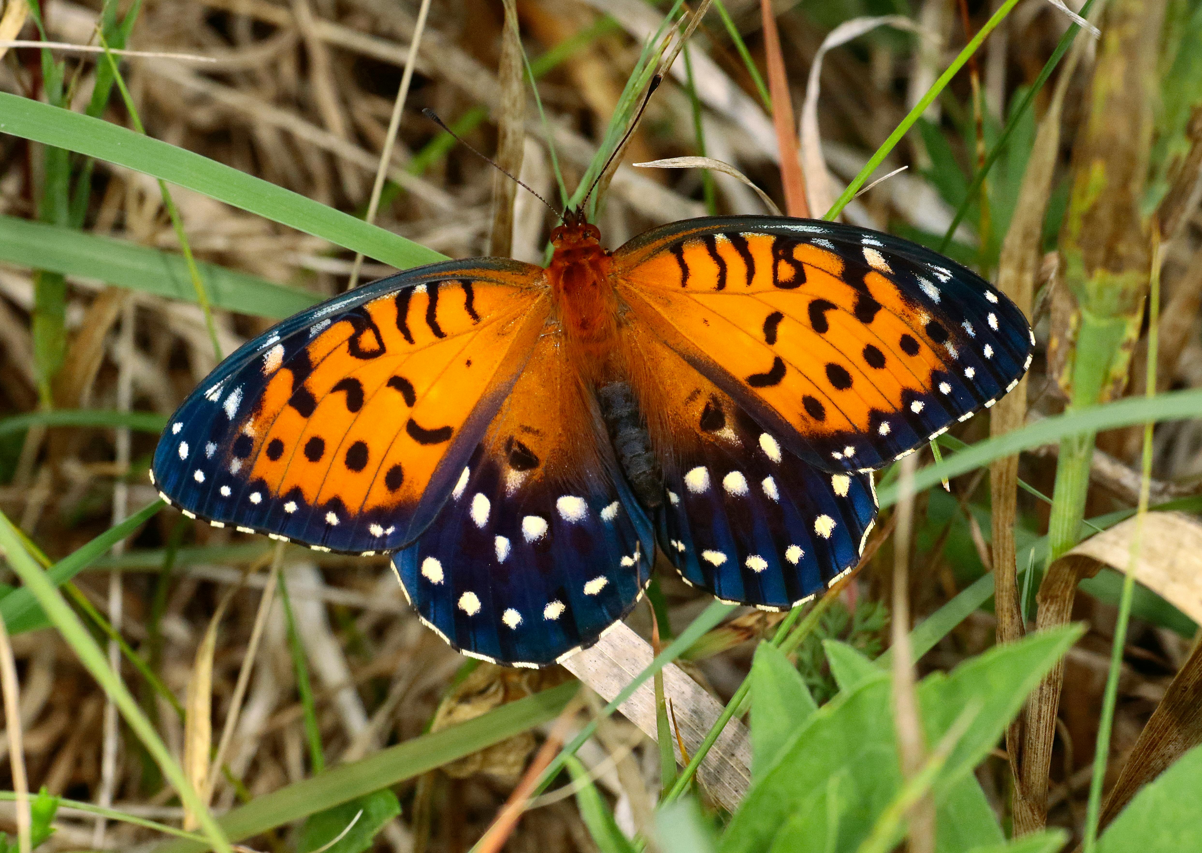 Vibrant Orange and Black Fritillary Butterfly in Nature · Free Stock Photo