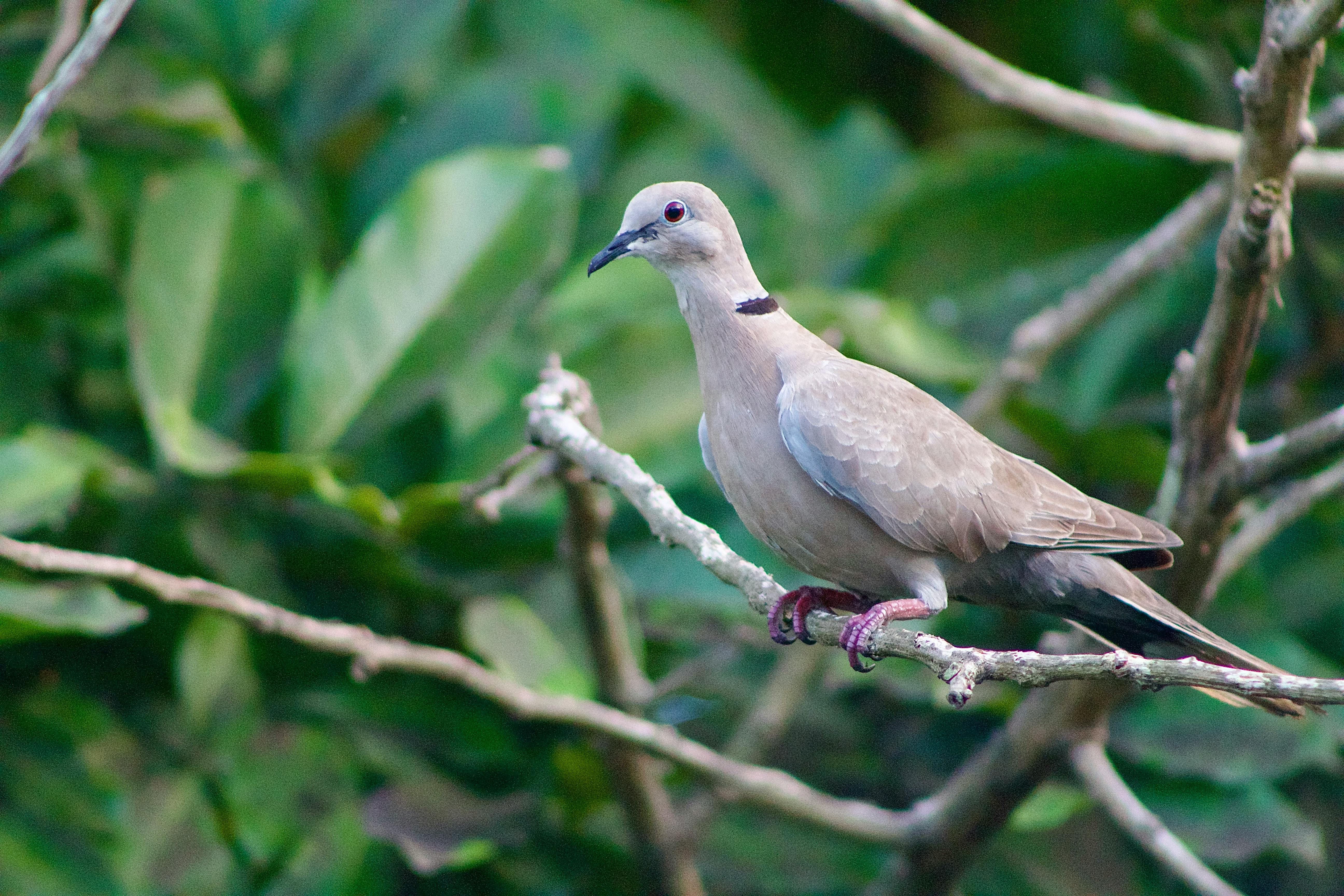 Eurasian Collared Dove on Branch in Lush Greenery · Free Stock Photo