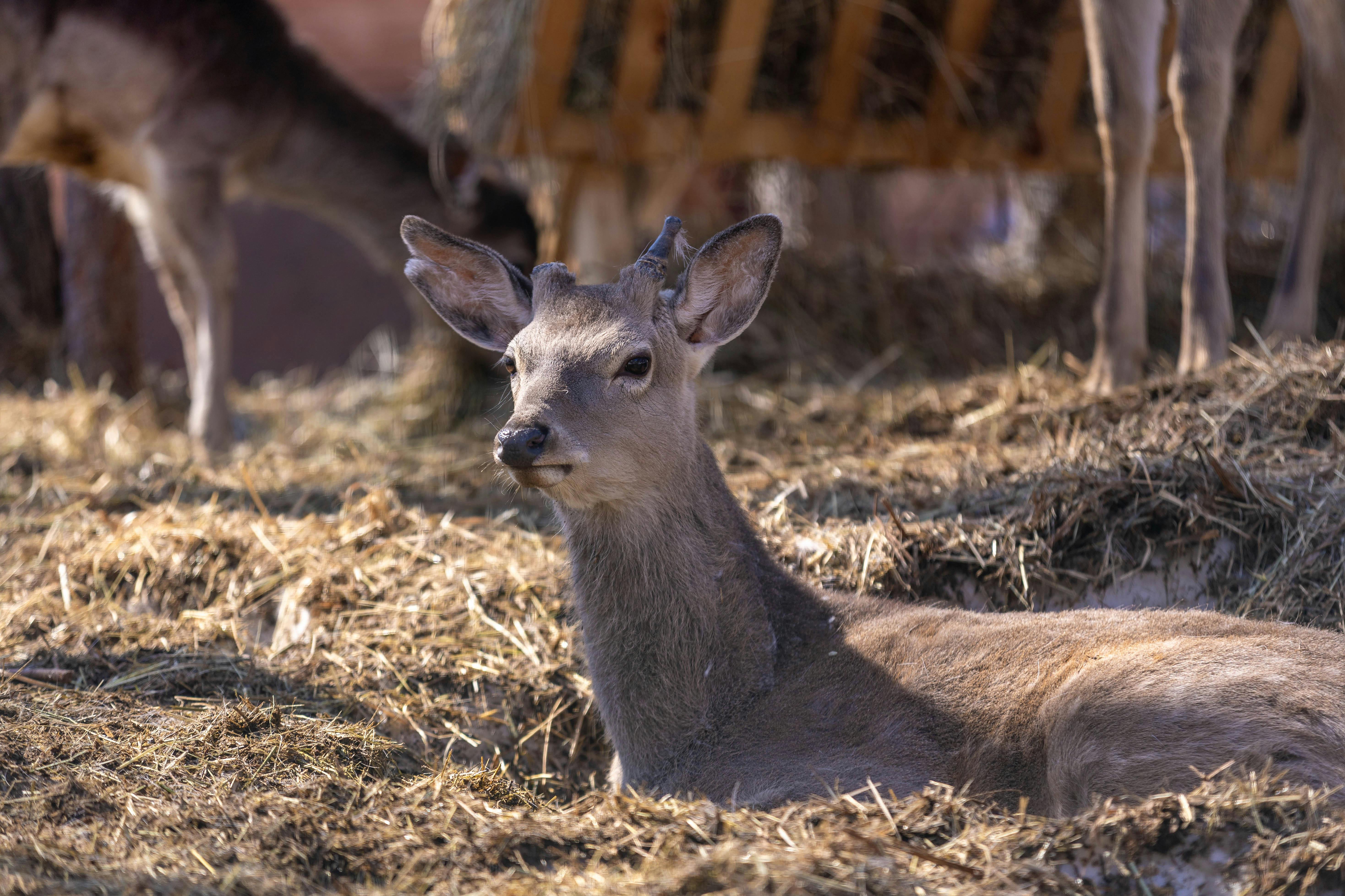 Resting Deer in Sunlit Woodland Setting · Free Stock Photo