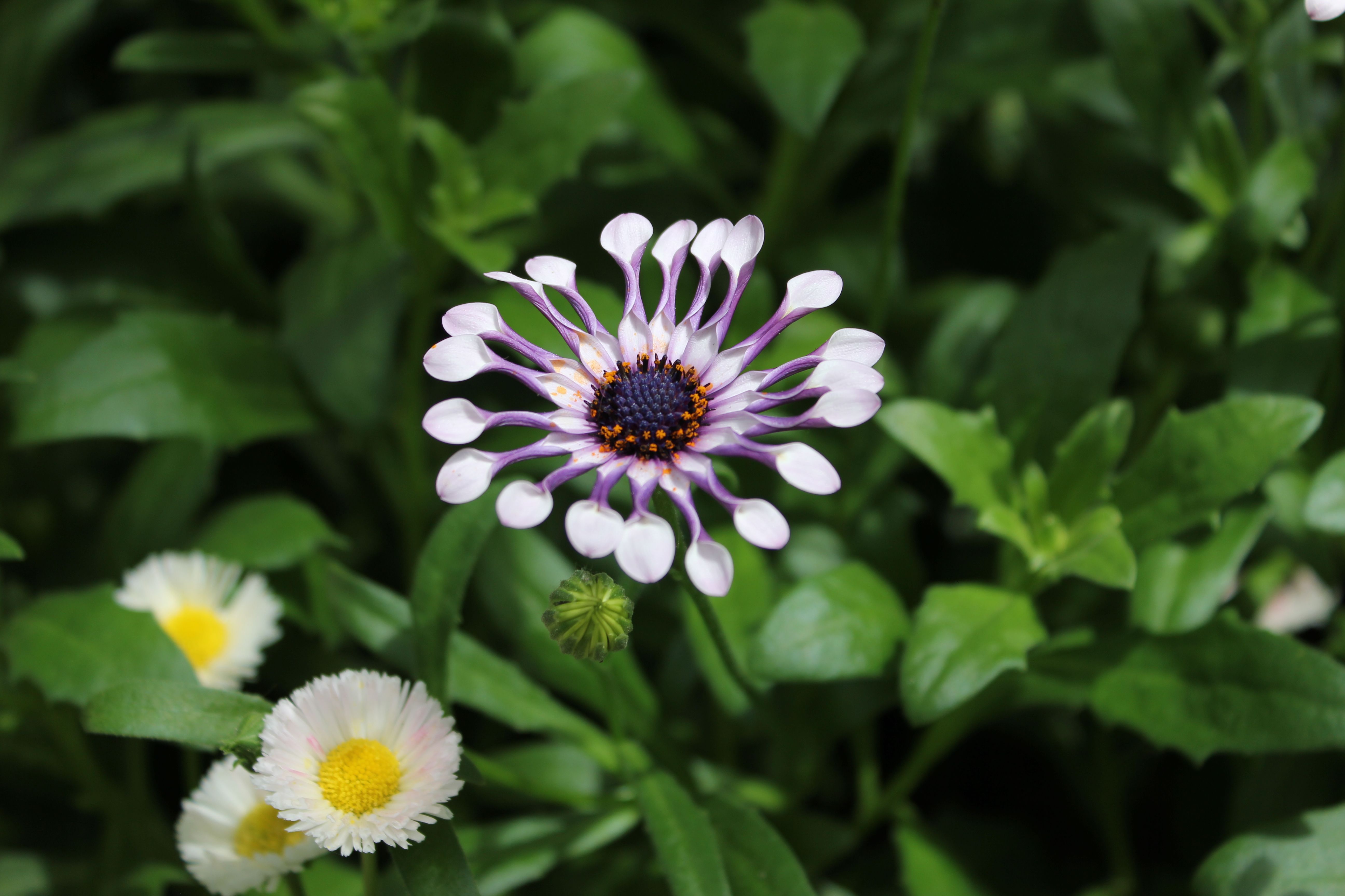 Close-up of Whimsical Purple African Daisy in Bloom · Free Stock Photo