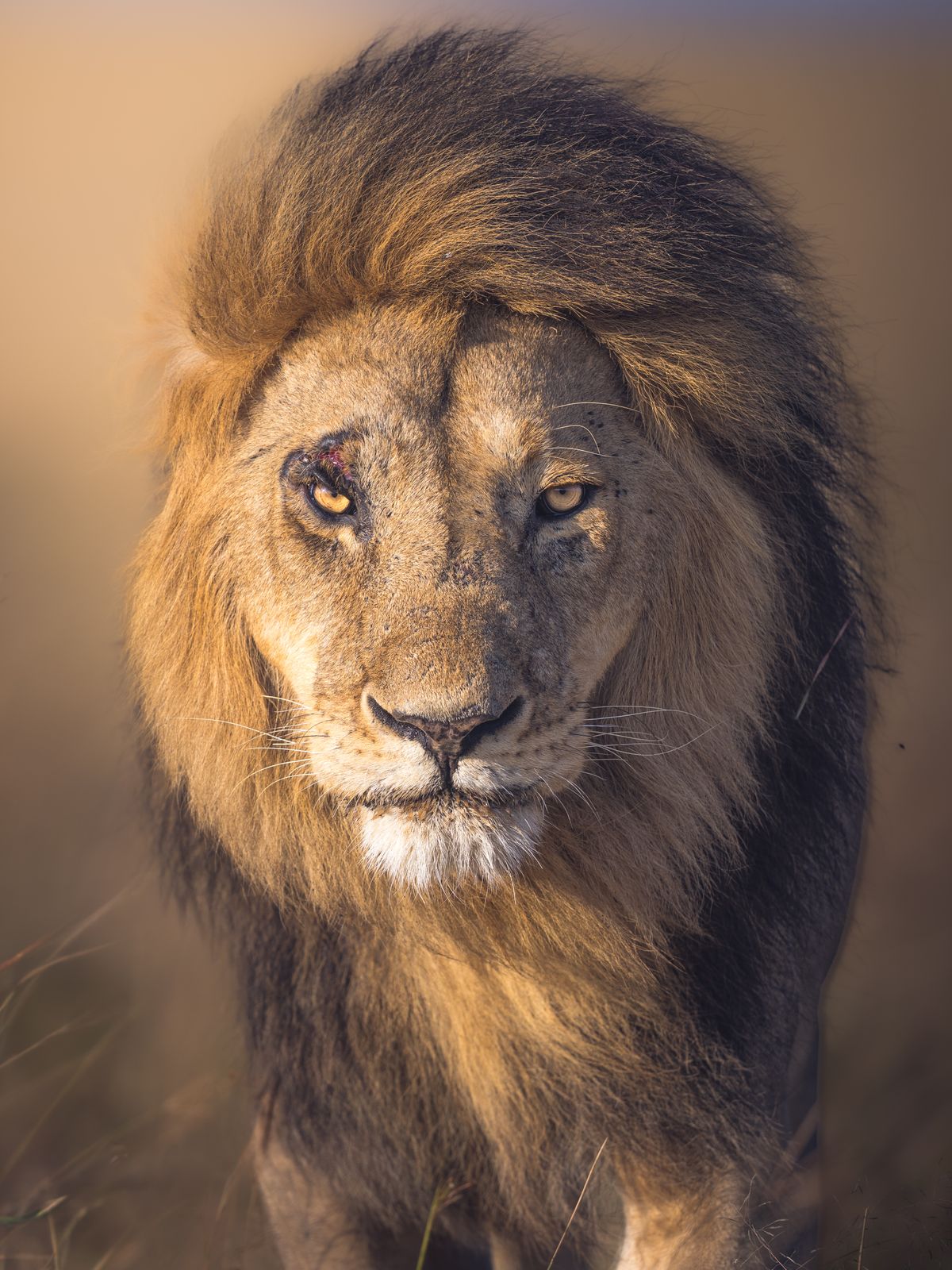 Male Lion Photos, Download The BEST Free Male Lion Stock Photos & HD Images