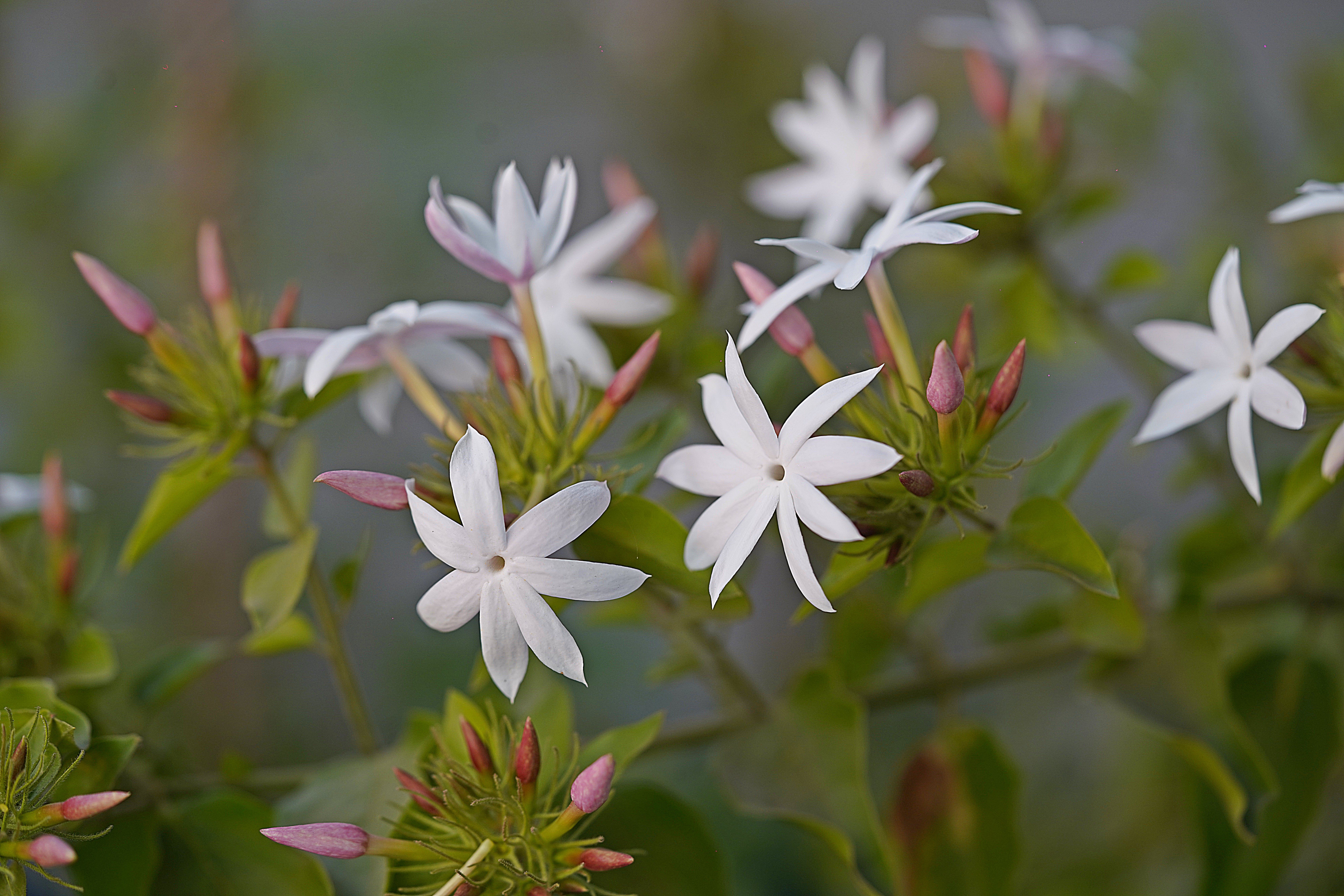 Close-up of White Jasmine Flowers in Bloom · Free Stock Photo