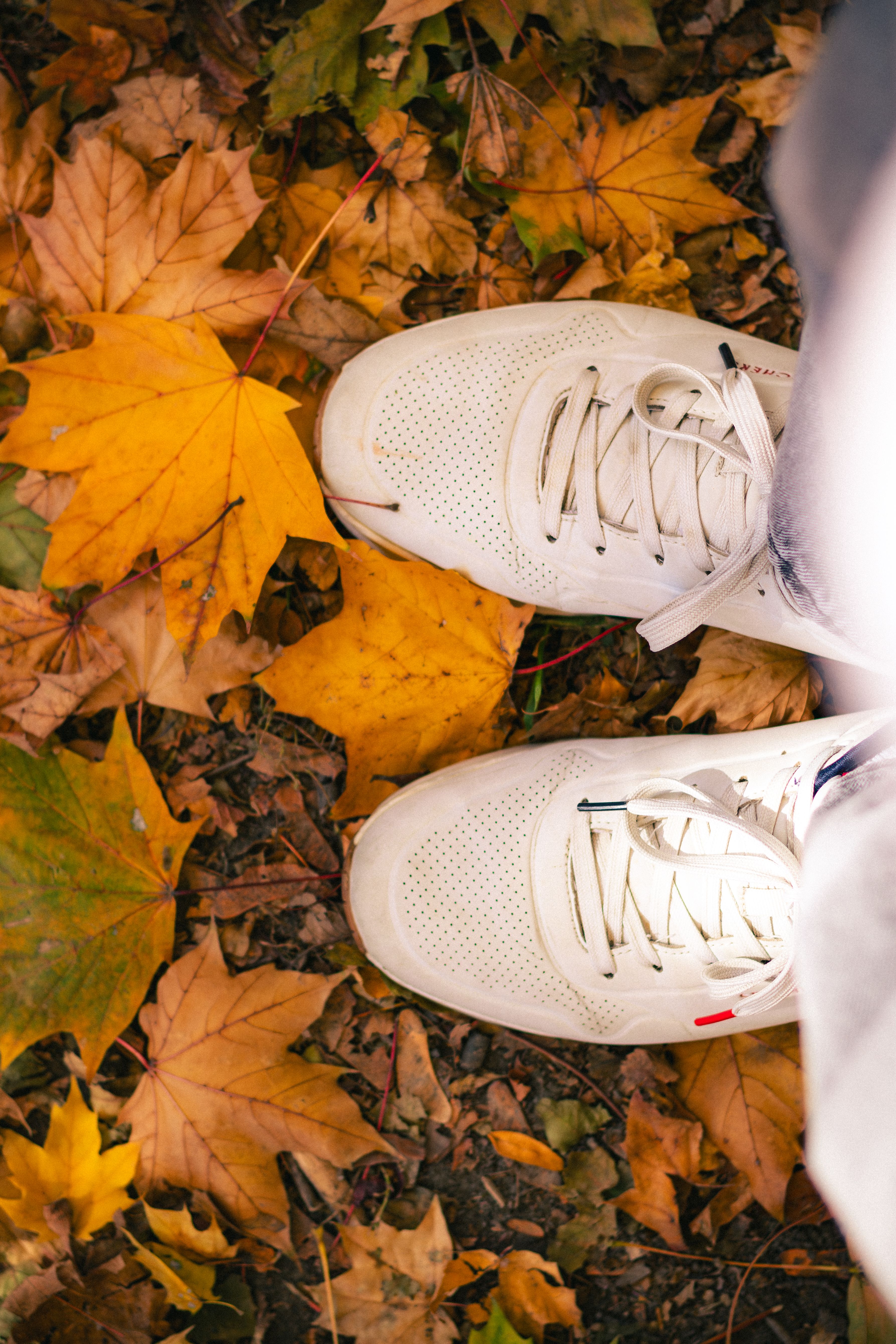 White Sneakers on Autumn Maple Leaves in Toronto · Free Stock Photo