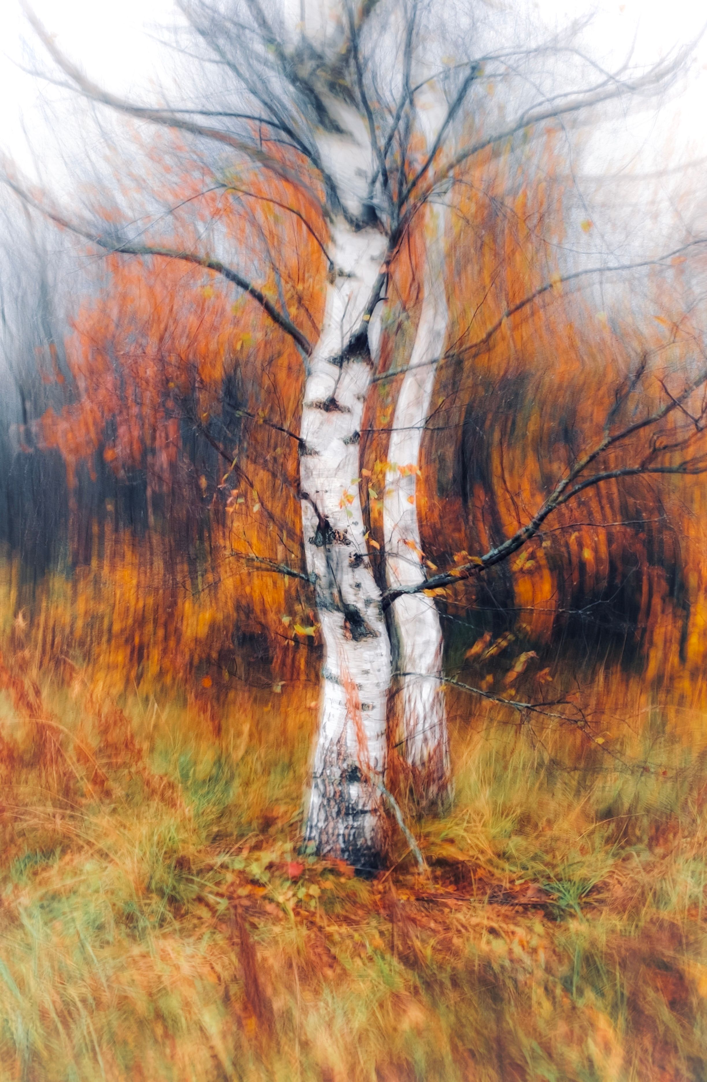 Artistic Autumn Scene with Birch Trees · Free Stock Photo