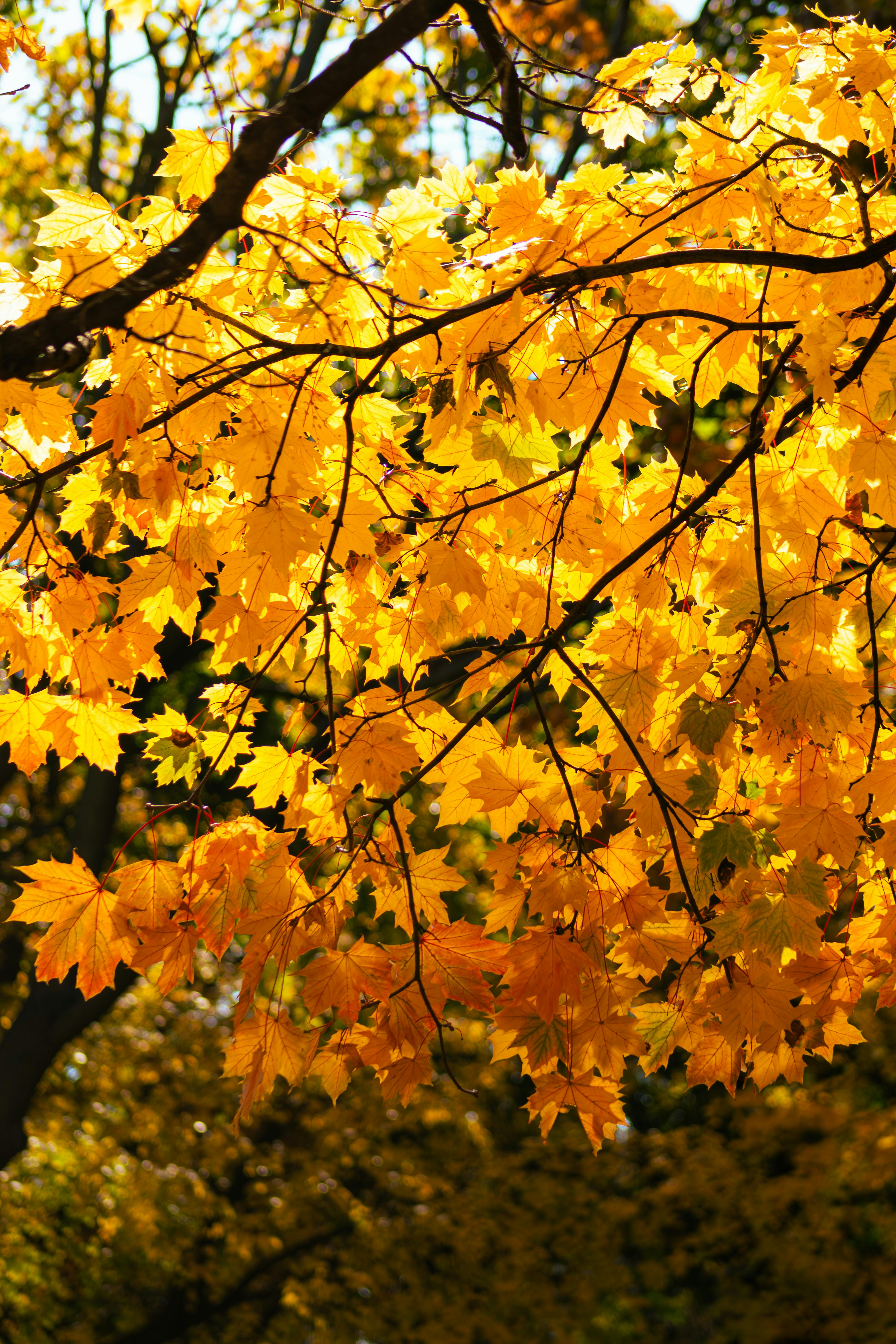 Golden Yellow Maple Leaf in Close Up Photography · Free Stock Photo