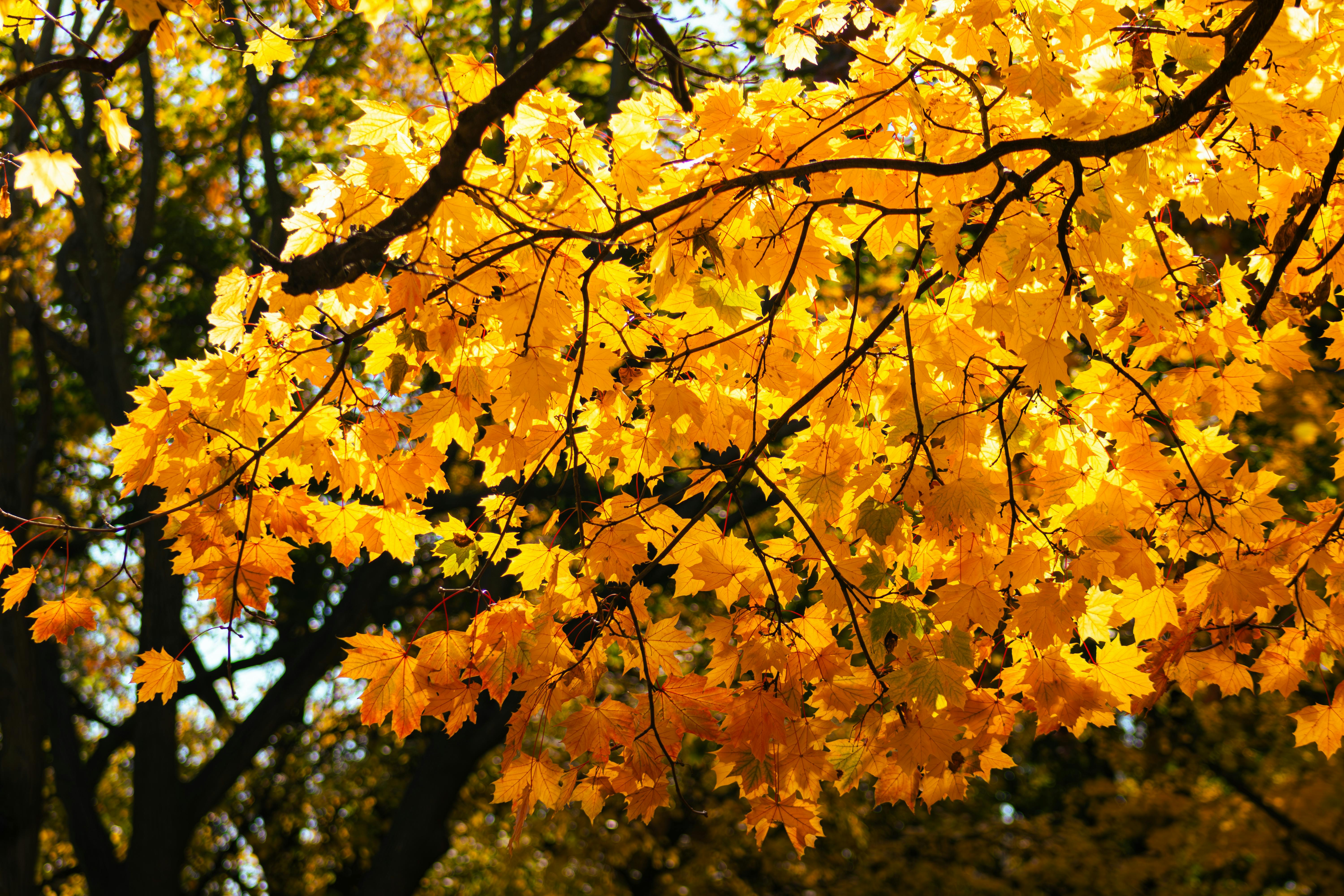 Trees during Fall · Free Stock Photo