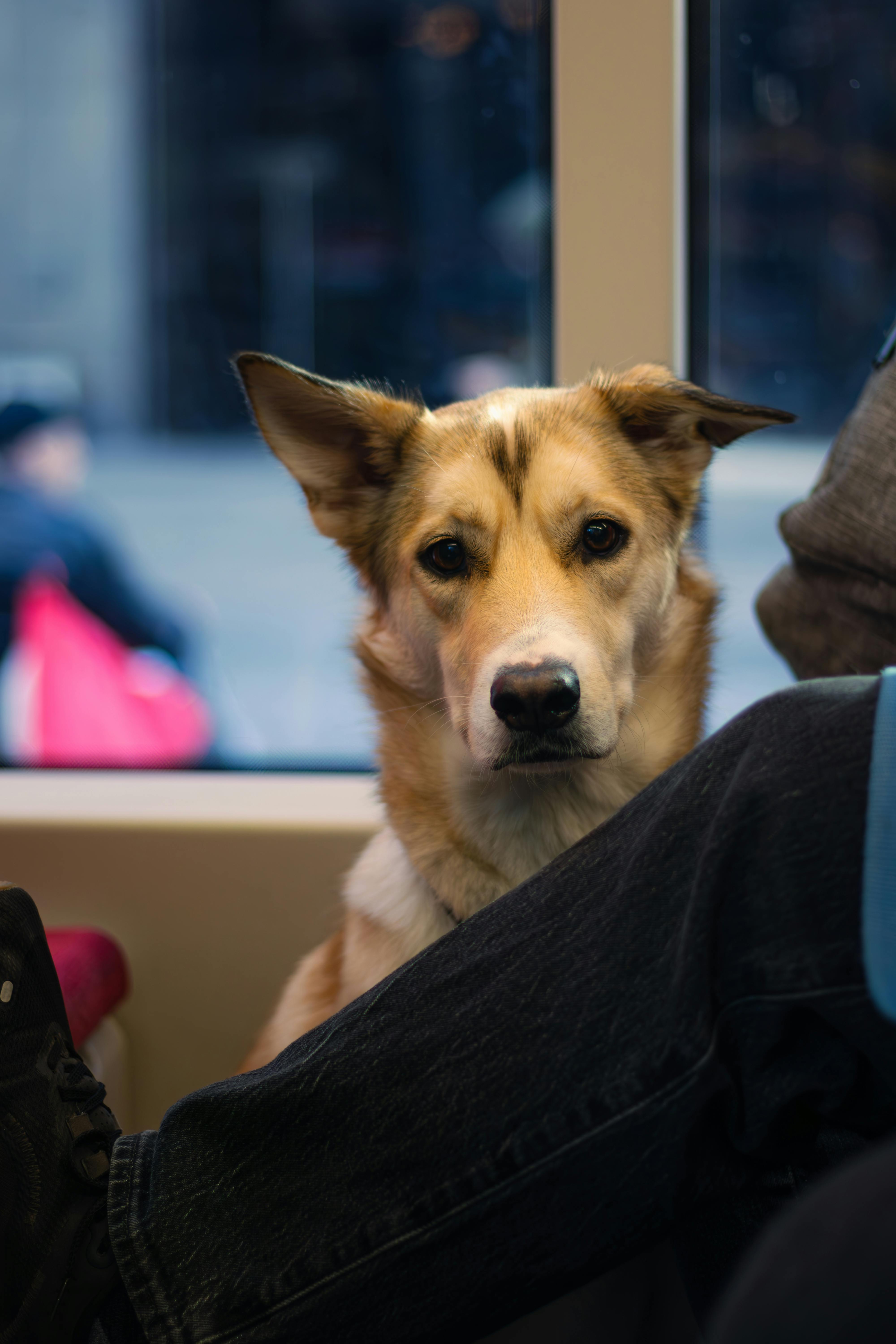 Adorable Dog Riding in Toronto Transit · Free Stock Photo