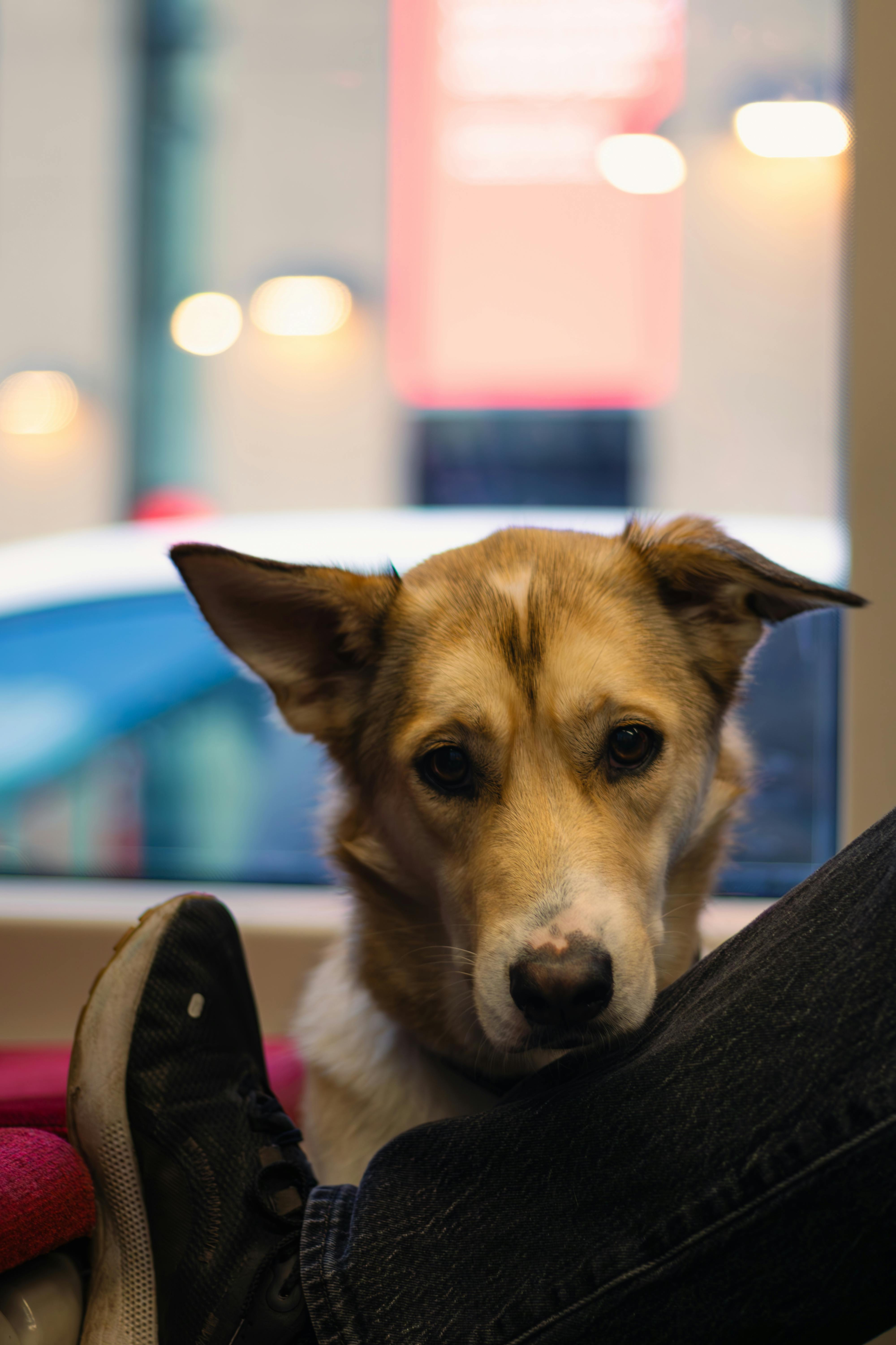 Distracted Dog Photos, Download The BEST Free Distracted Dog Stock ...