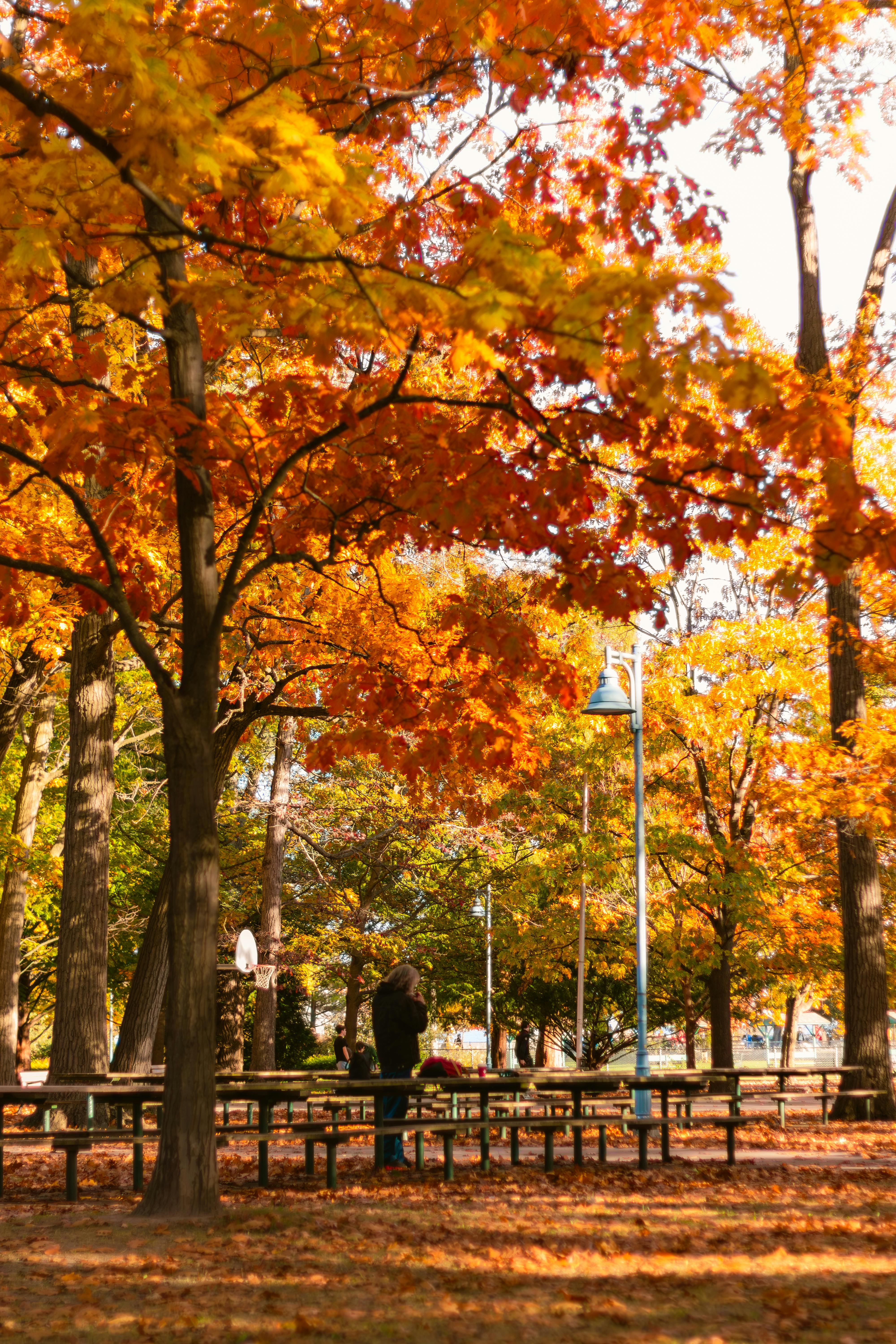 Autumn in Toronto's Scenic Maple Park · Free Stock Photo