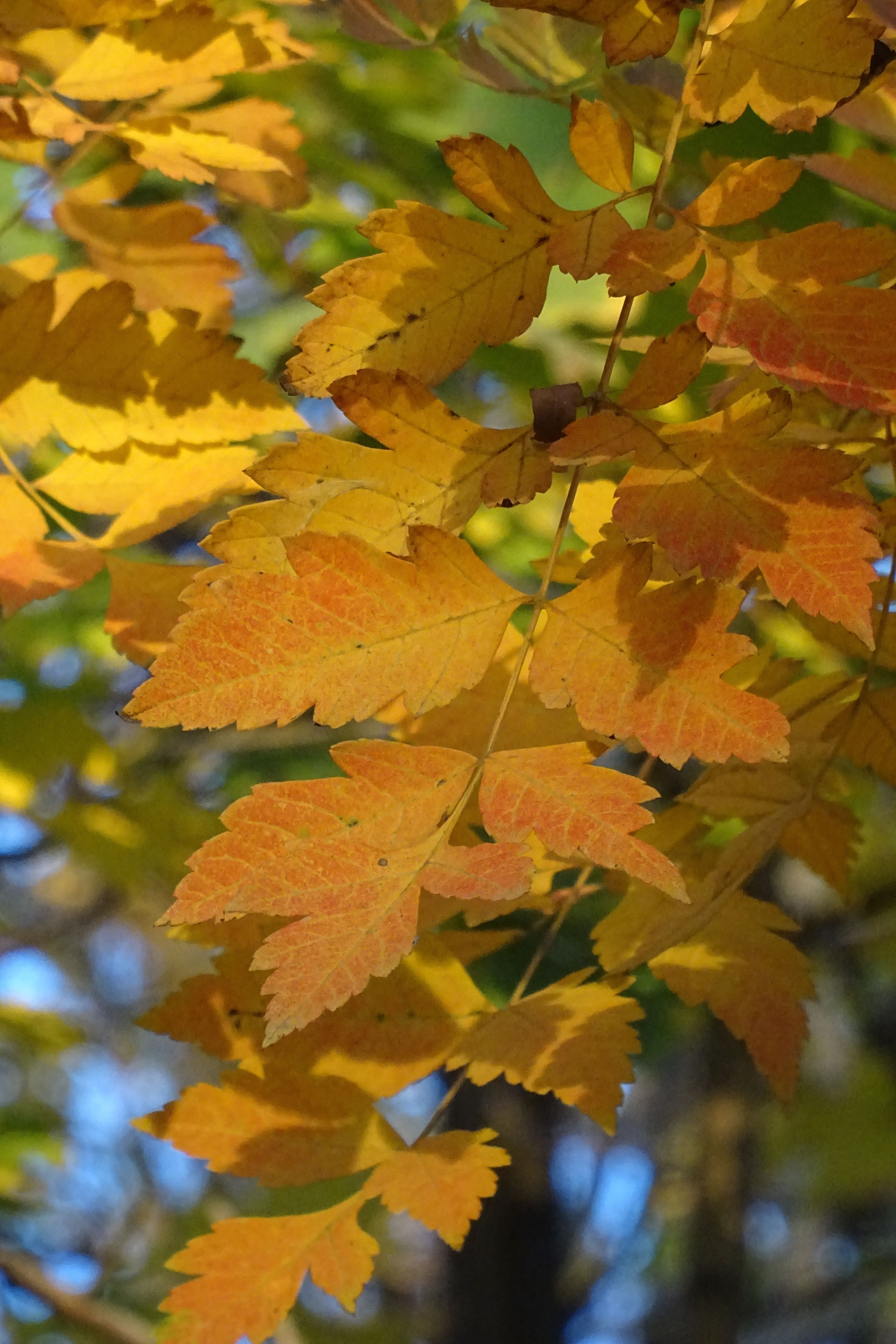 Close Up Photo of Maple Leaves · Free Stock Photo