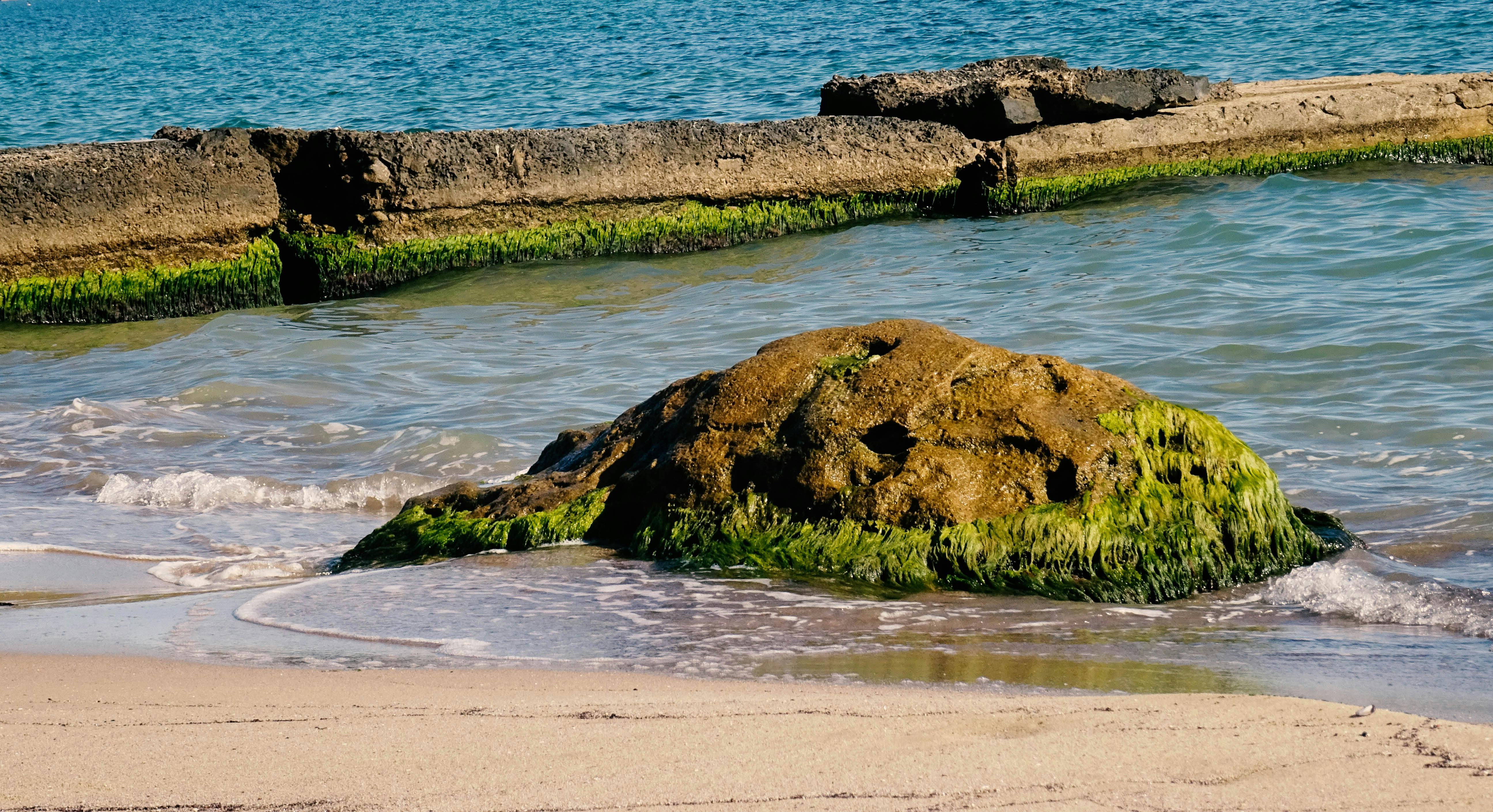 Coastal Rock with Algae on a Sunny Beach · Free Stock Photo