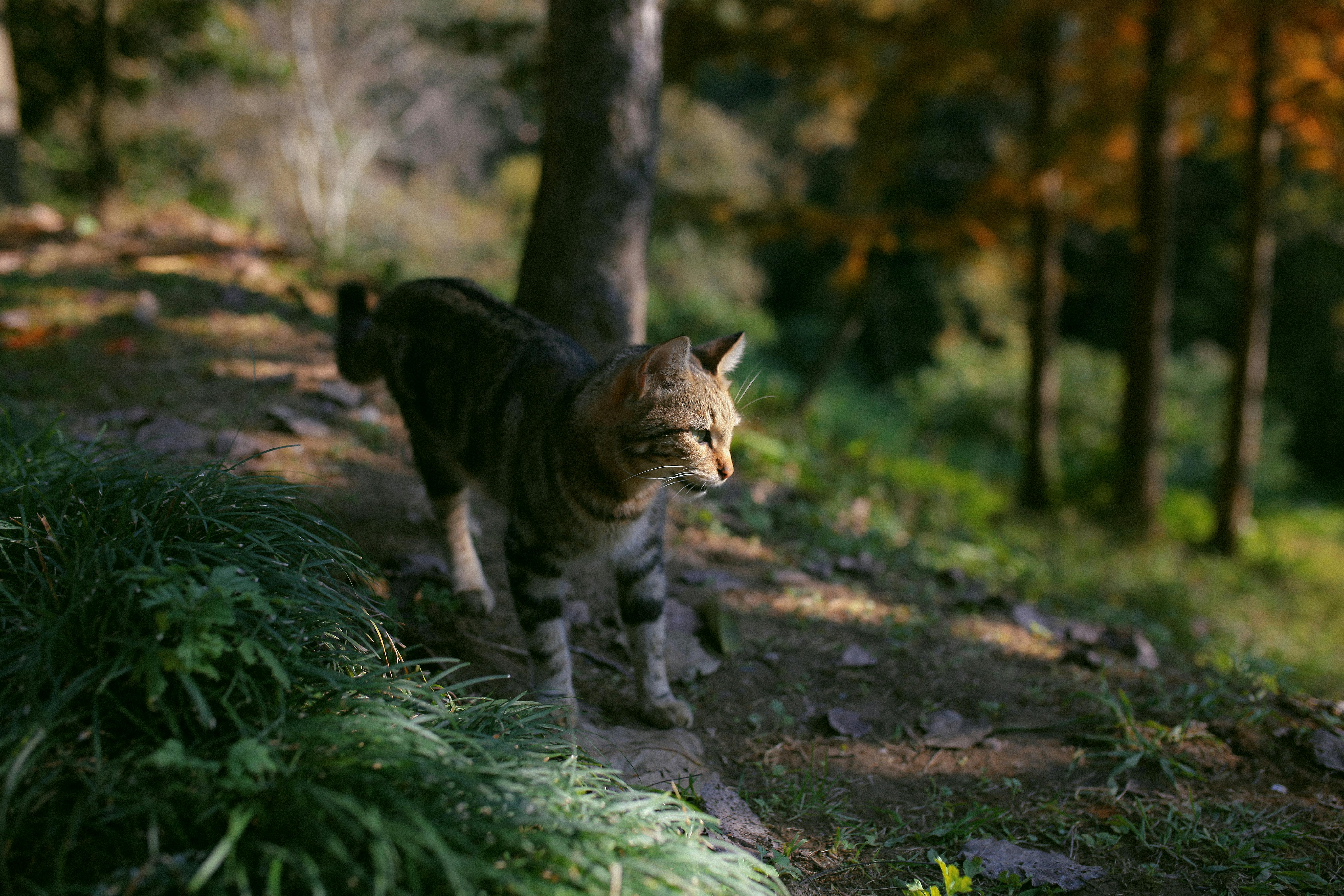 Serene Tabby Cat Strolling in Autumn Forest · Free Stock Photo