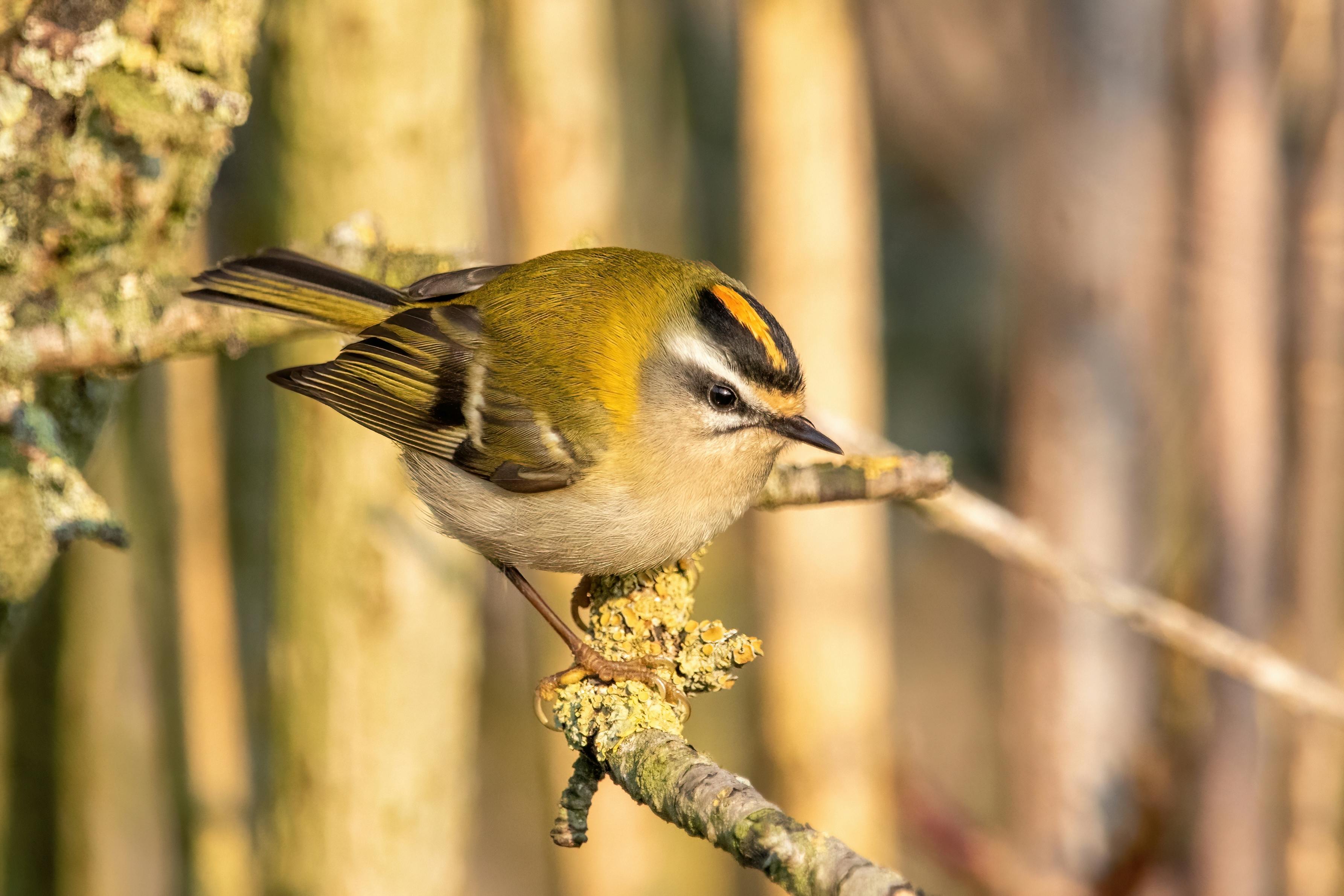 Firecrest Bird Perched on Branch in Sunlight · Free Stock Photo