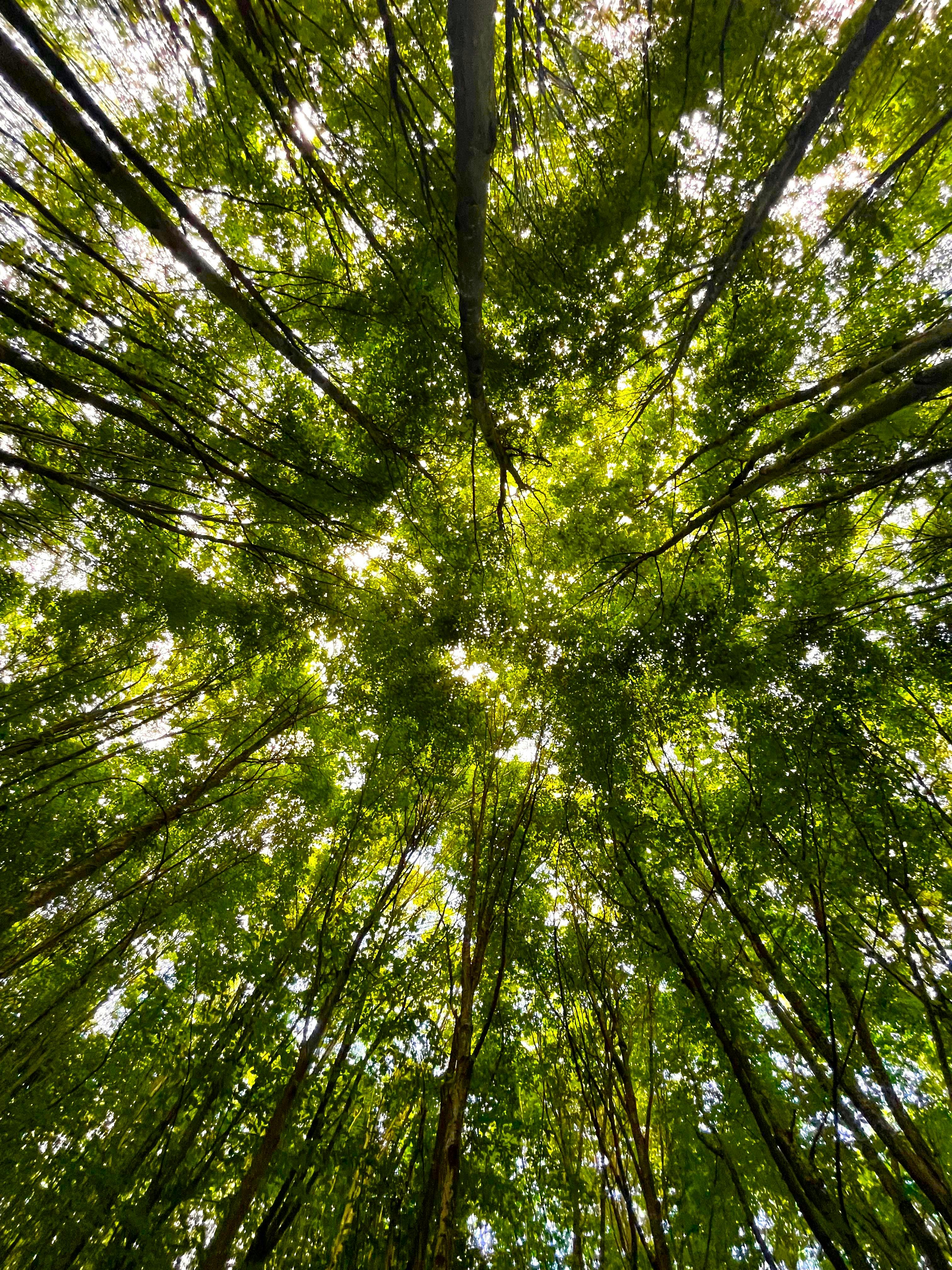 Lush Green Forest Canopy in Hendek, Sakarya · Free Stock Photo