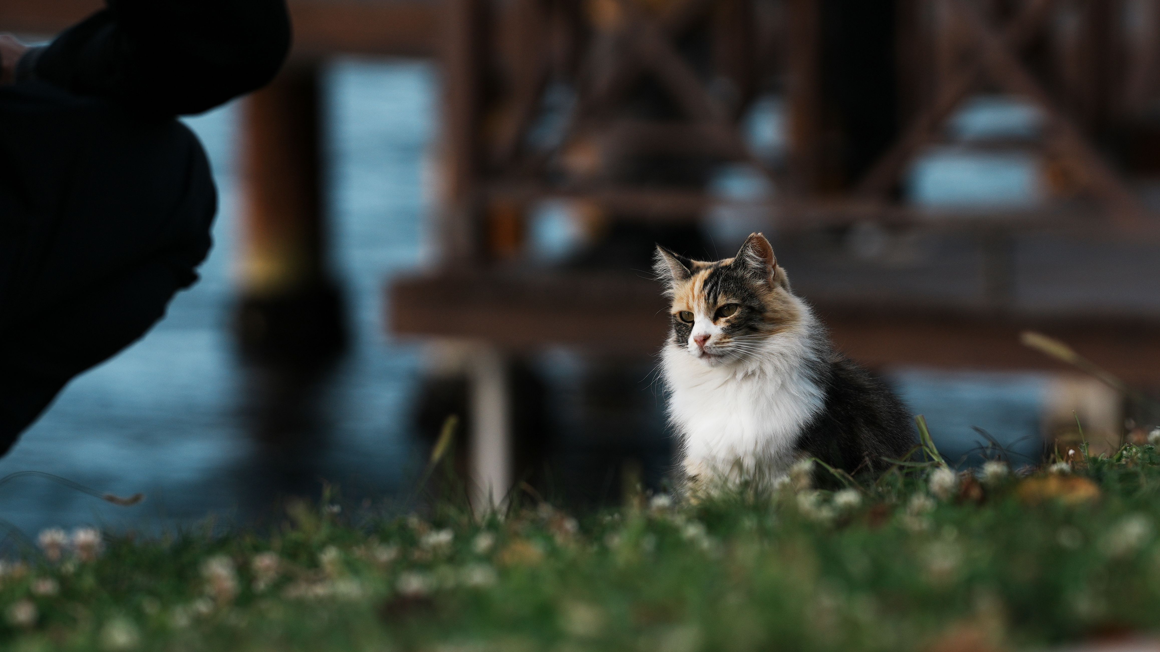 Calico Cat Sitting Outdoors on Grass in Spring · Free Stock Photo