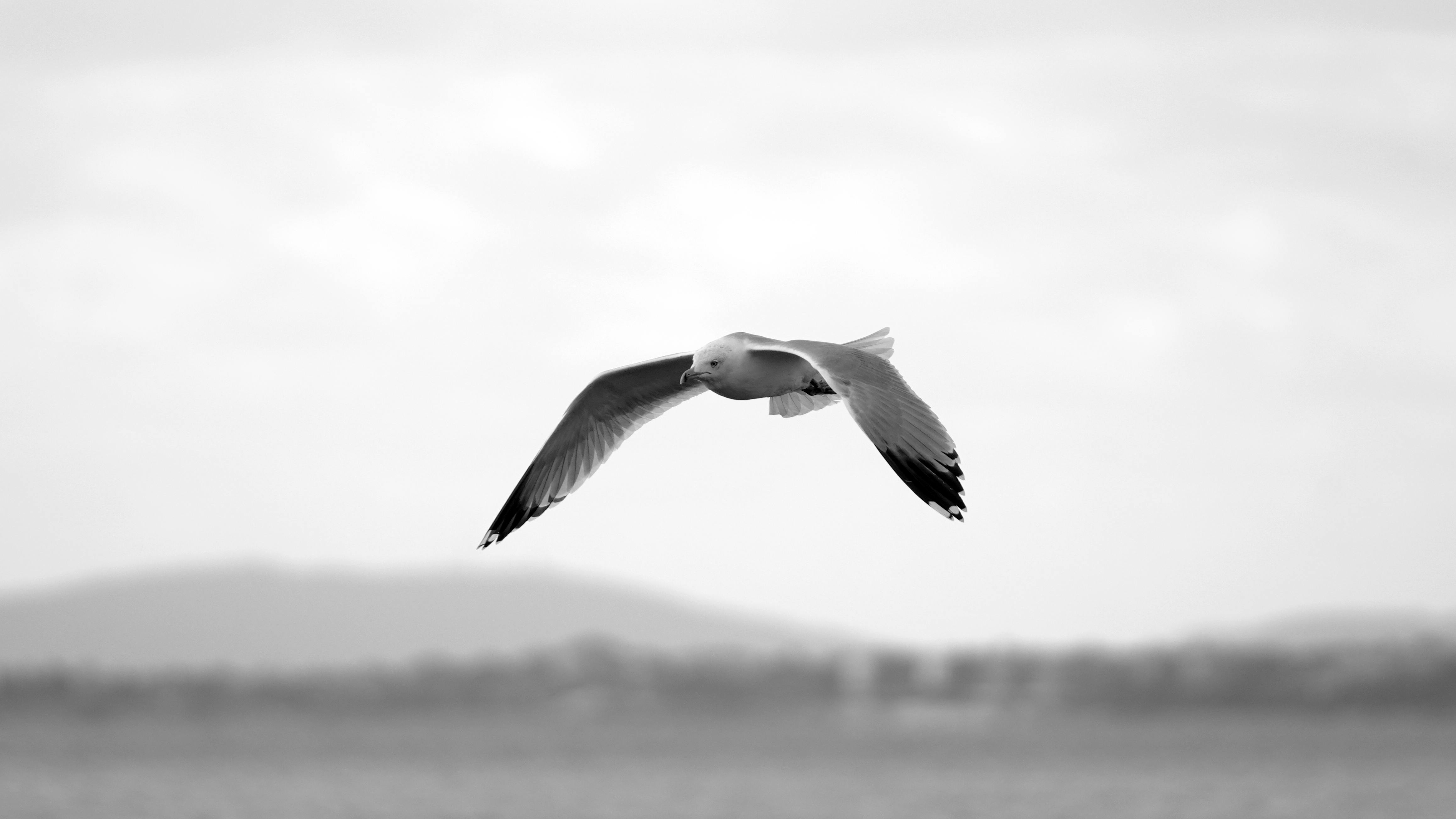 White and Grey Bird Flying Freely at Blue Cloudy Sky · Free Stock Photo