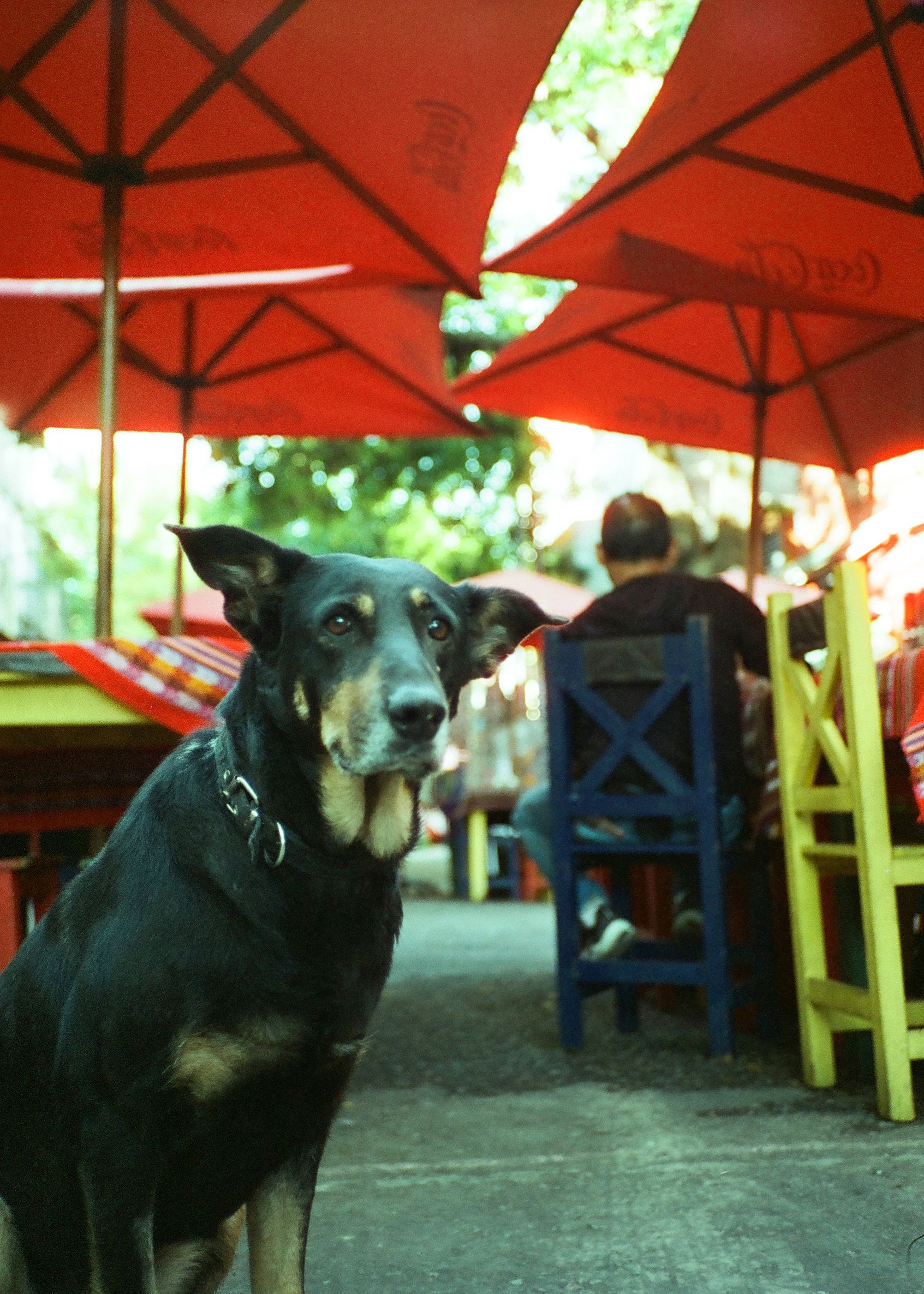 Escena Callejera Con Perro En Un Café De Buenos Aires · Foto de stock ...