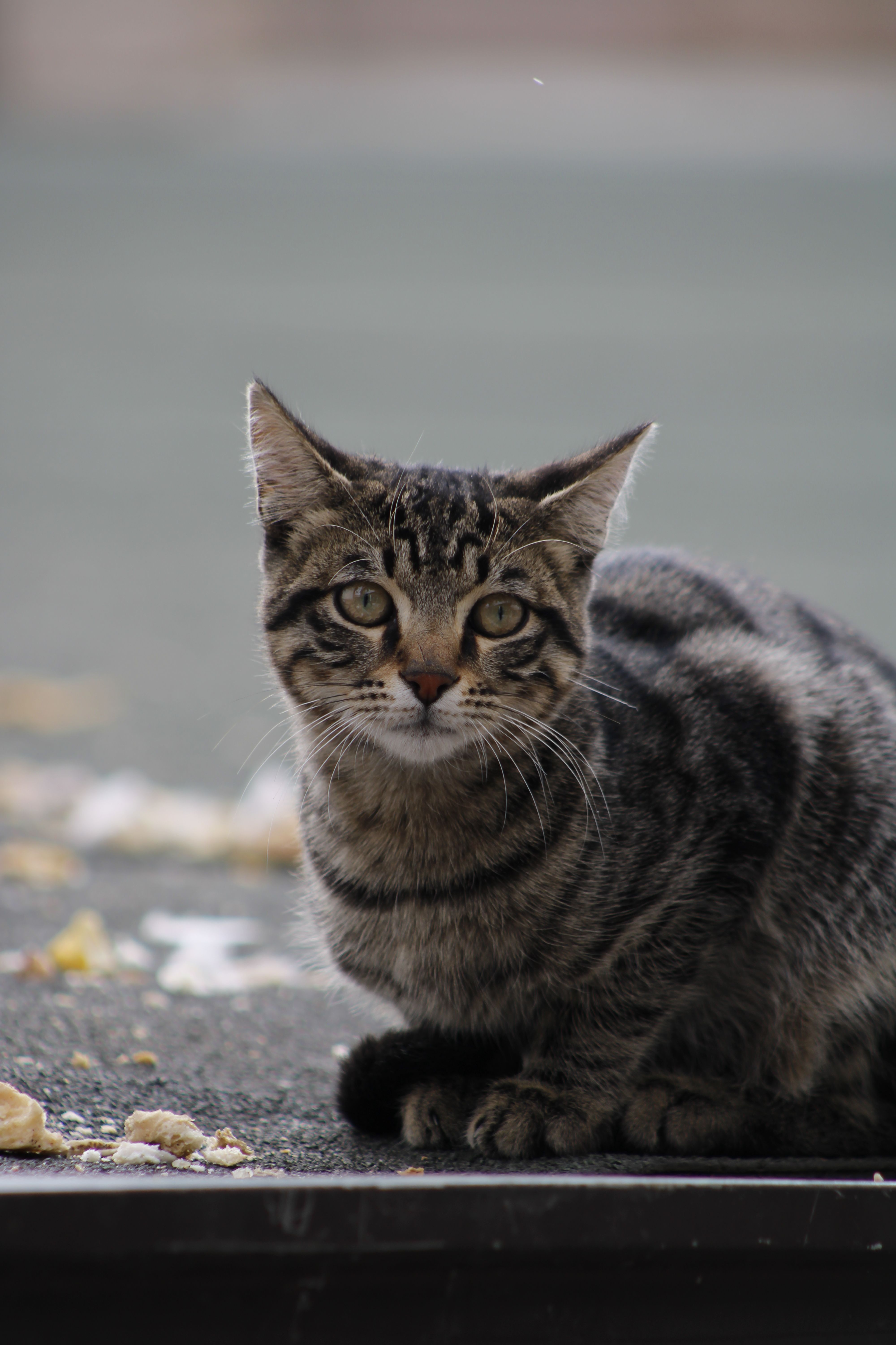 Close-Up Shot of a Cat · Free Stock Photo