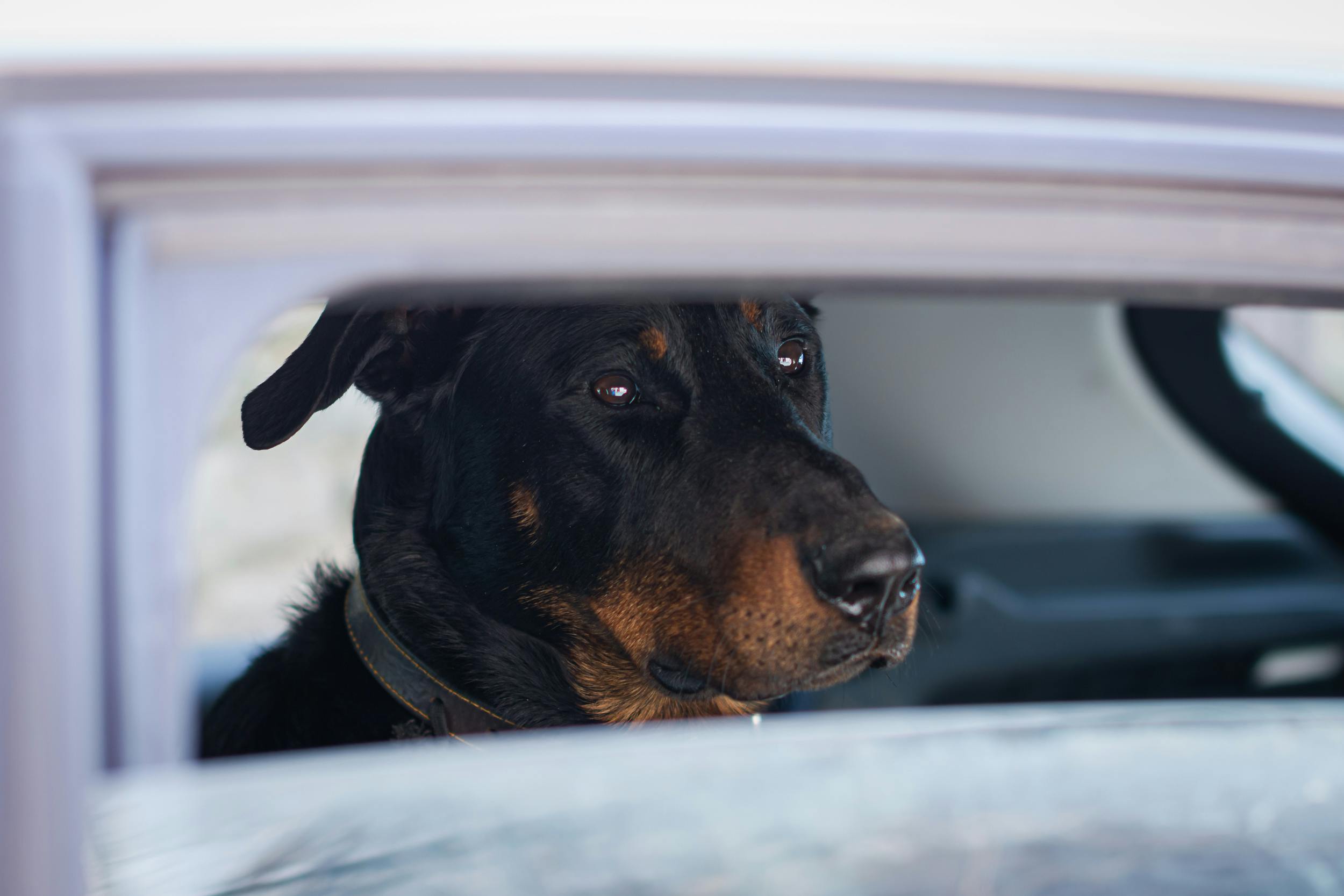 Dog in Car Window · Free Stock Photo