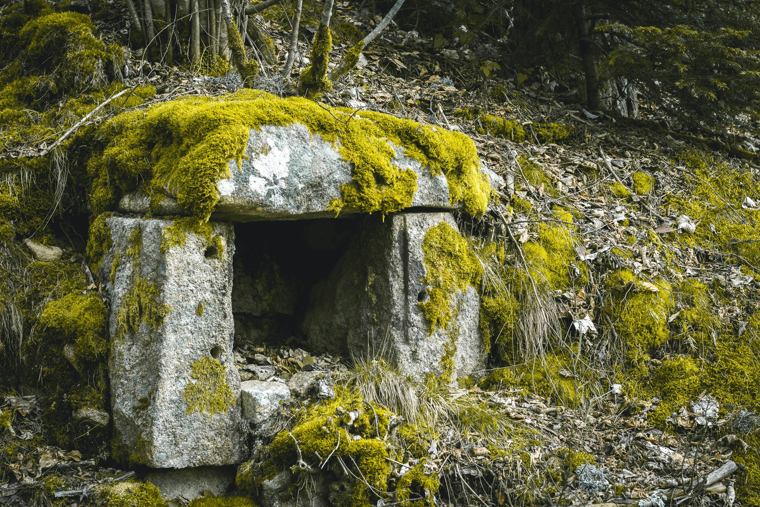 Textures Forest Photos, Download The BEST Free Textures Forest Stock Photos & HD Images