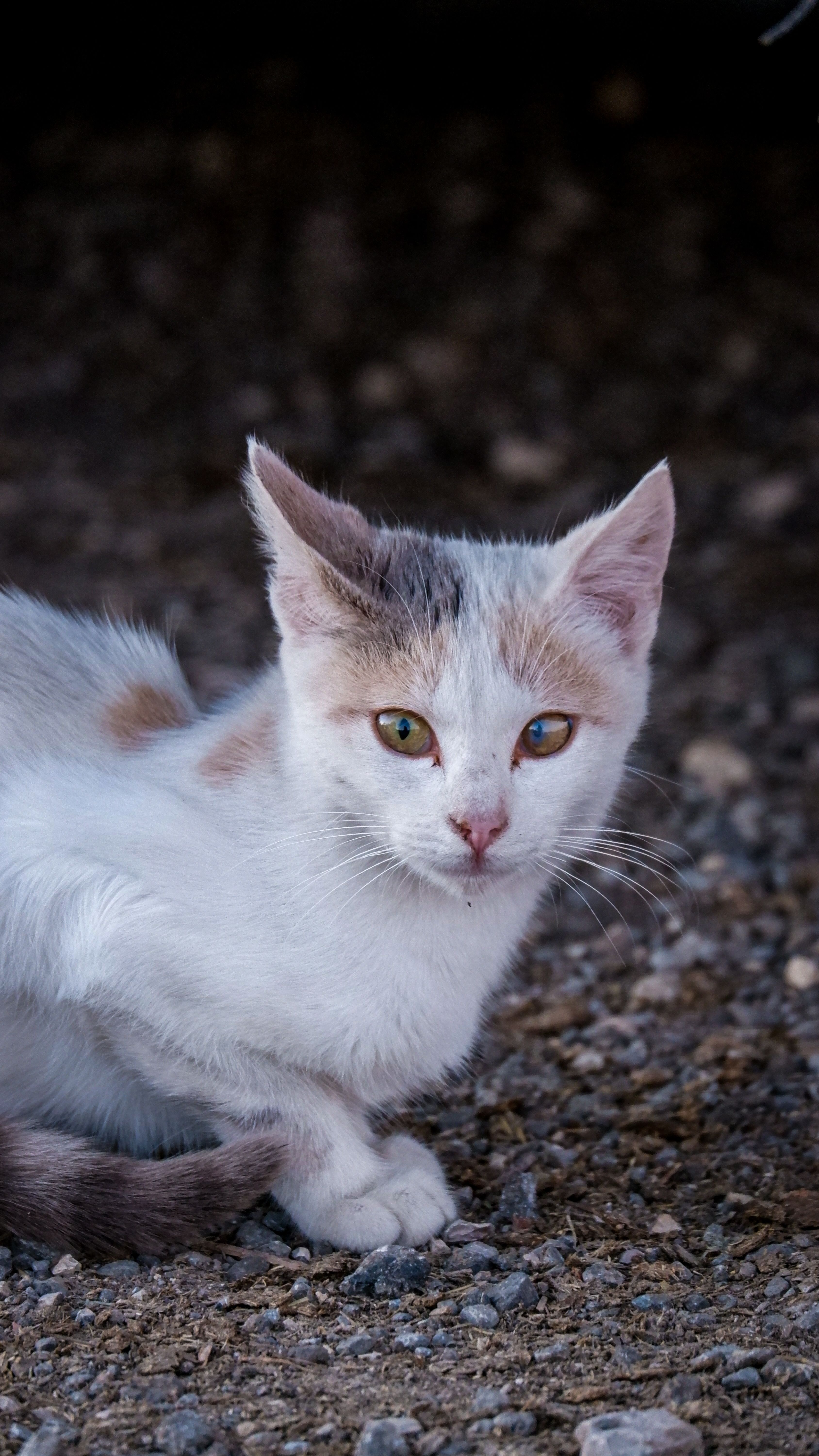 Adorable Stray Kitten in Bolu Forest · Free Stock Photo