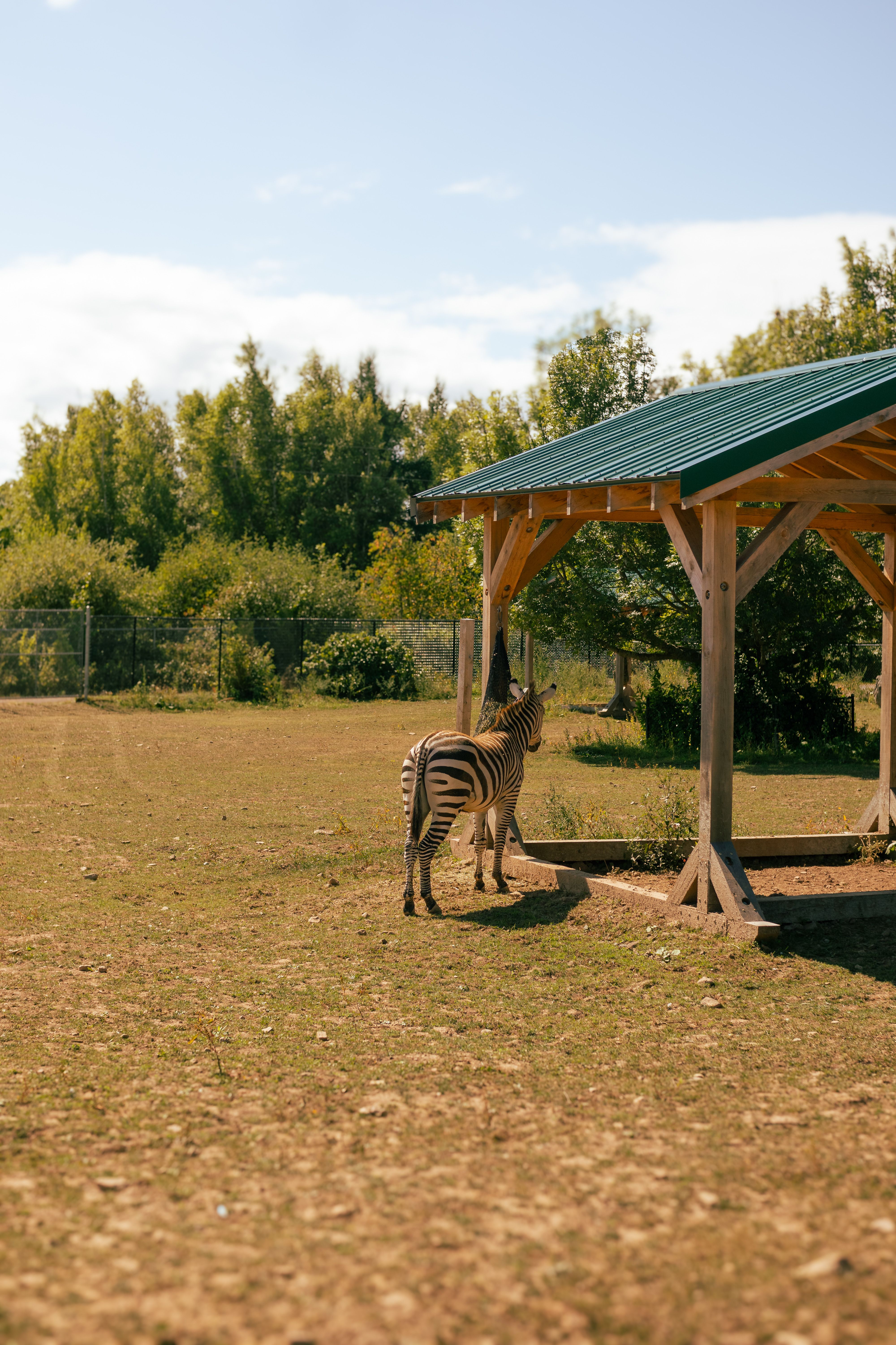 Zebra Under Wooden Shelter in Moncton Zoo · Free Stock Photo