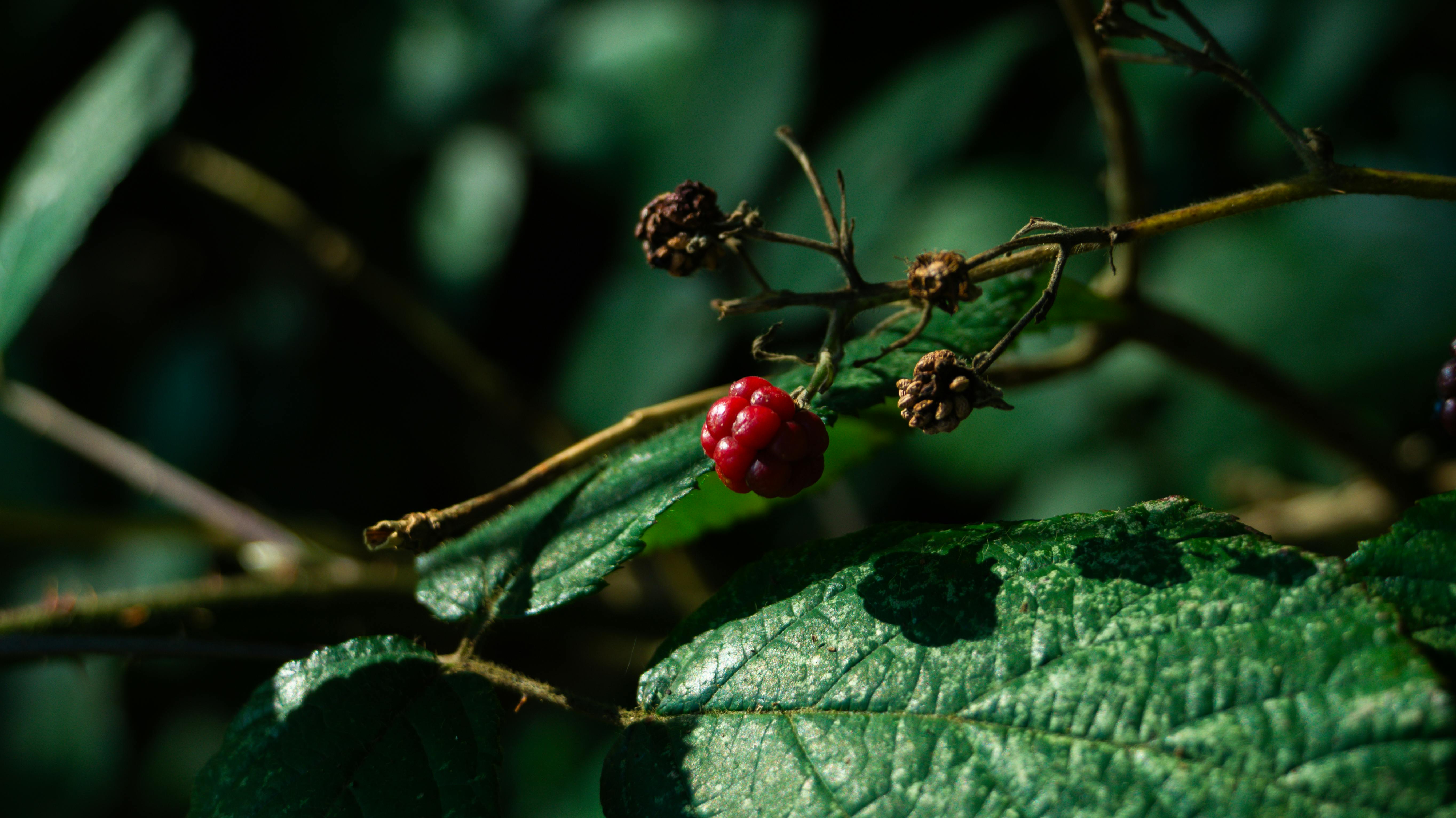 Close-up of a Single Red Berry on a Branch · Free Stock Photo