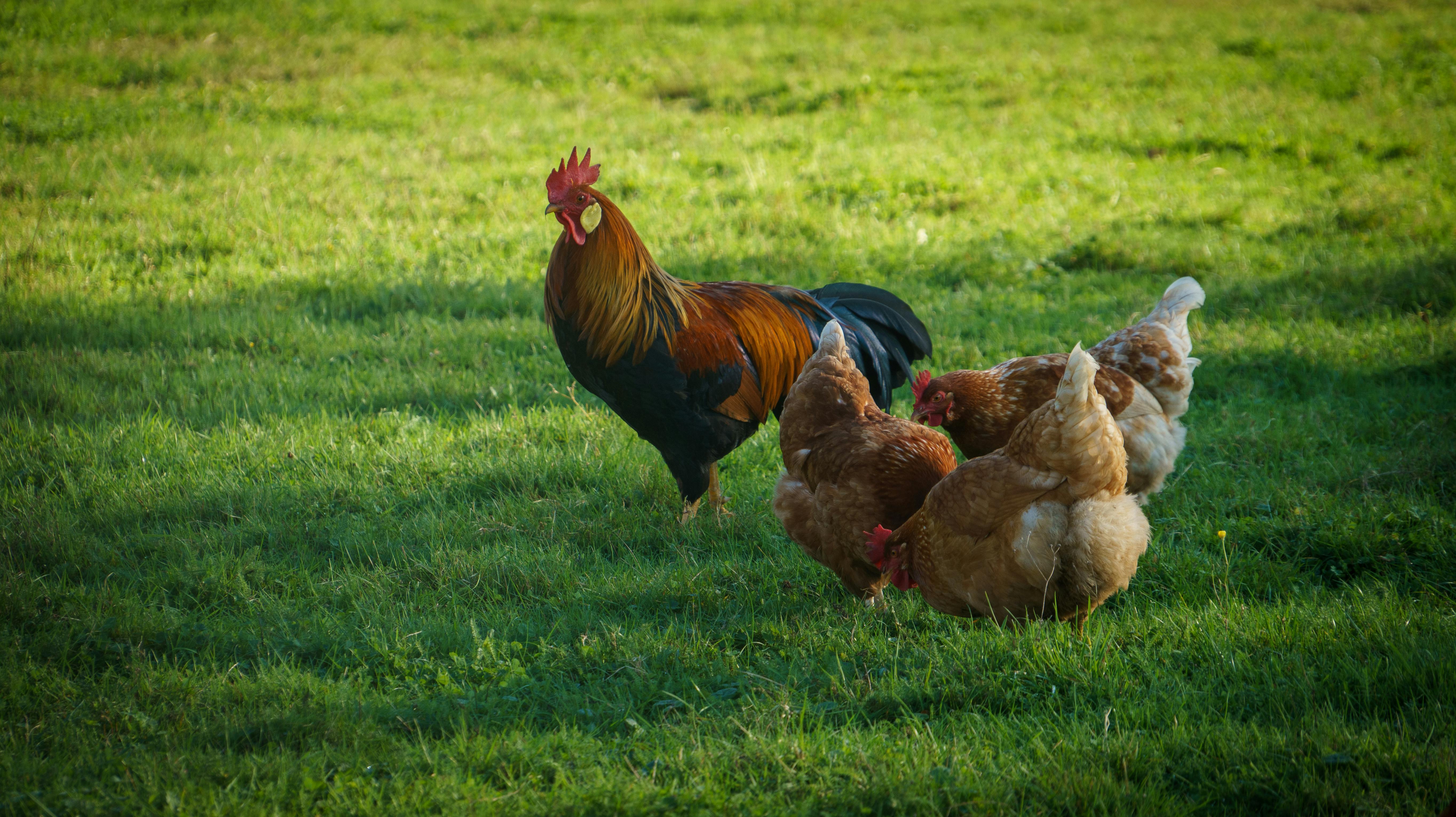 Free Range Chickens Grazing in Vibrant Green Pasture · Free Stock Photo