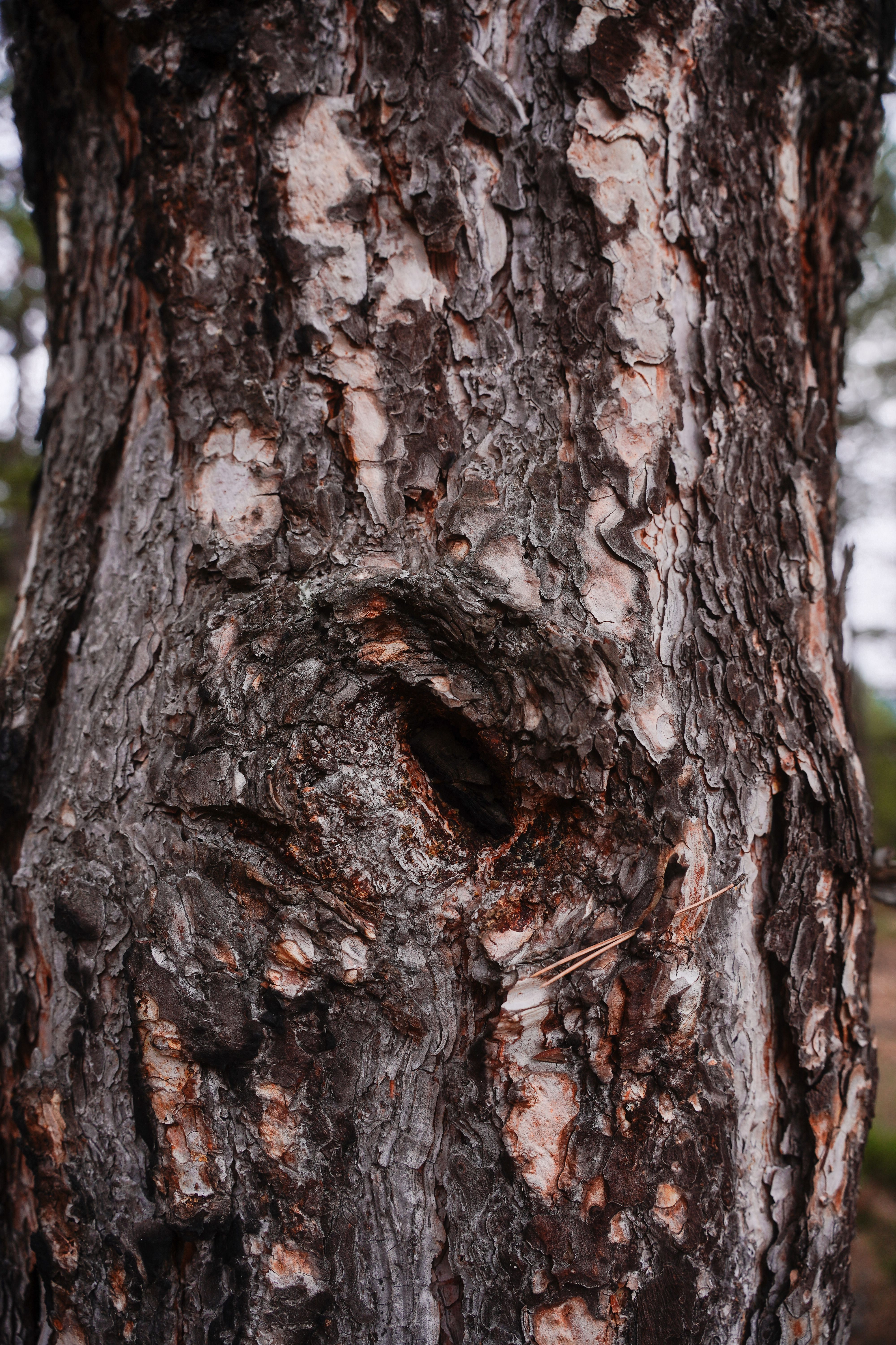 Close-up of a Textured Tree Bark in Forest · Free Stock Photo