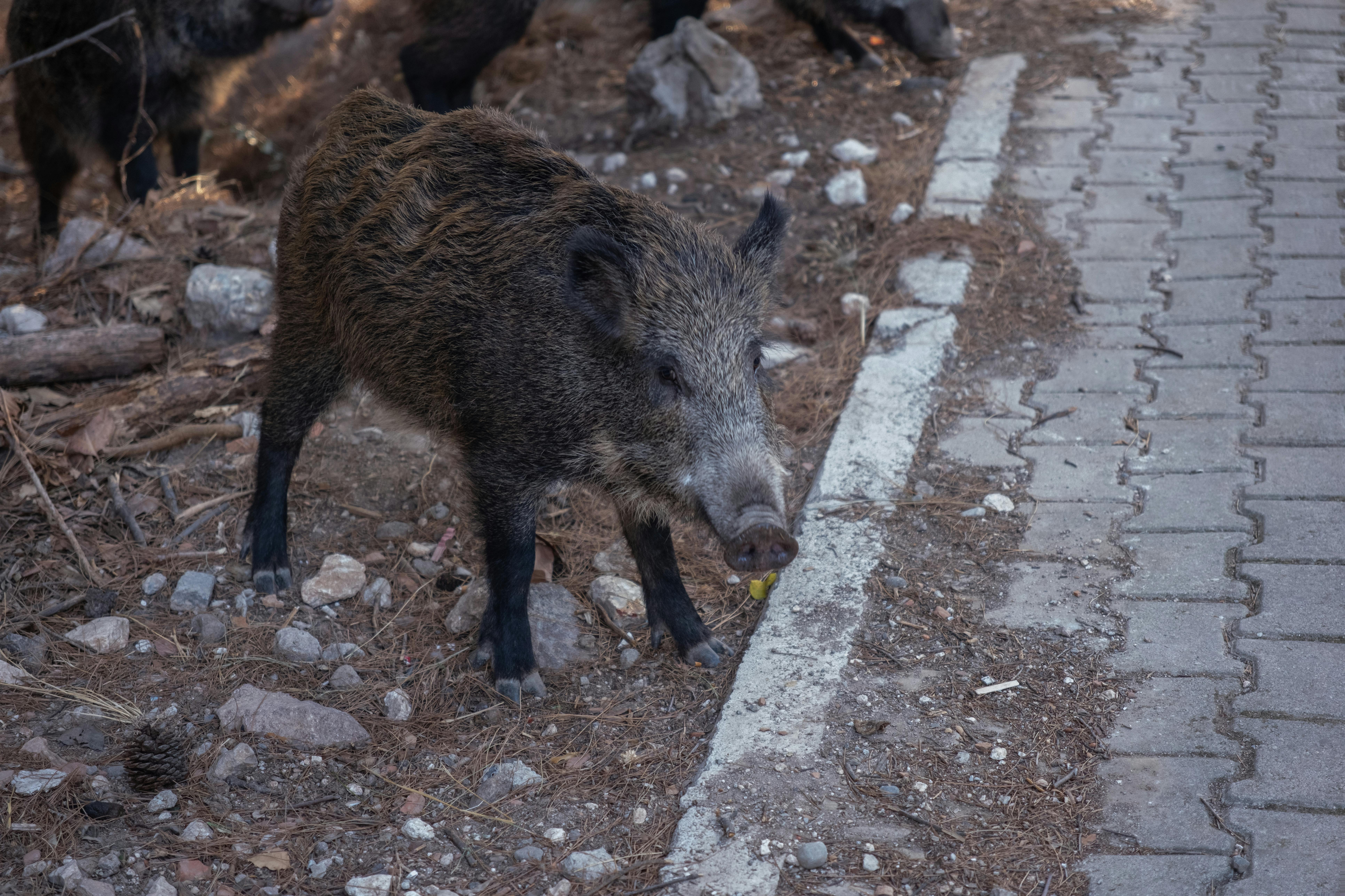 Snout Reflex Photos, Download The BEST Free Snout Reflex Stock Photos ...