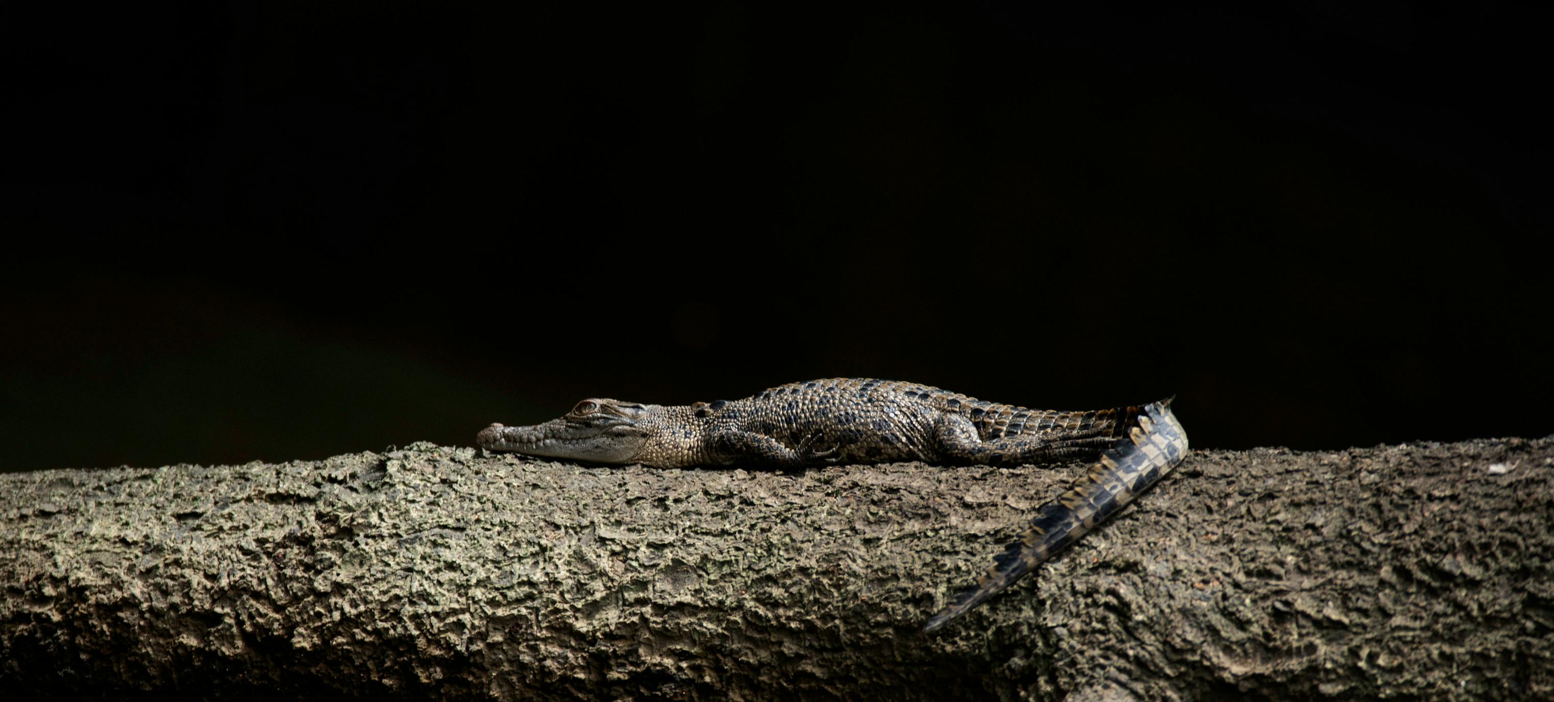 Juvenile Alligator Resting on a Large Log · Free Stock Photo