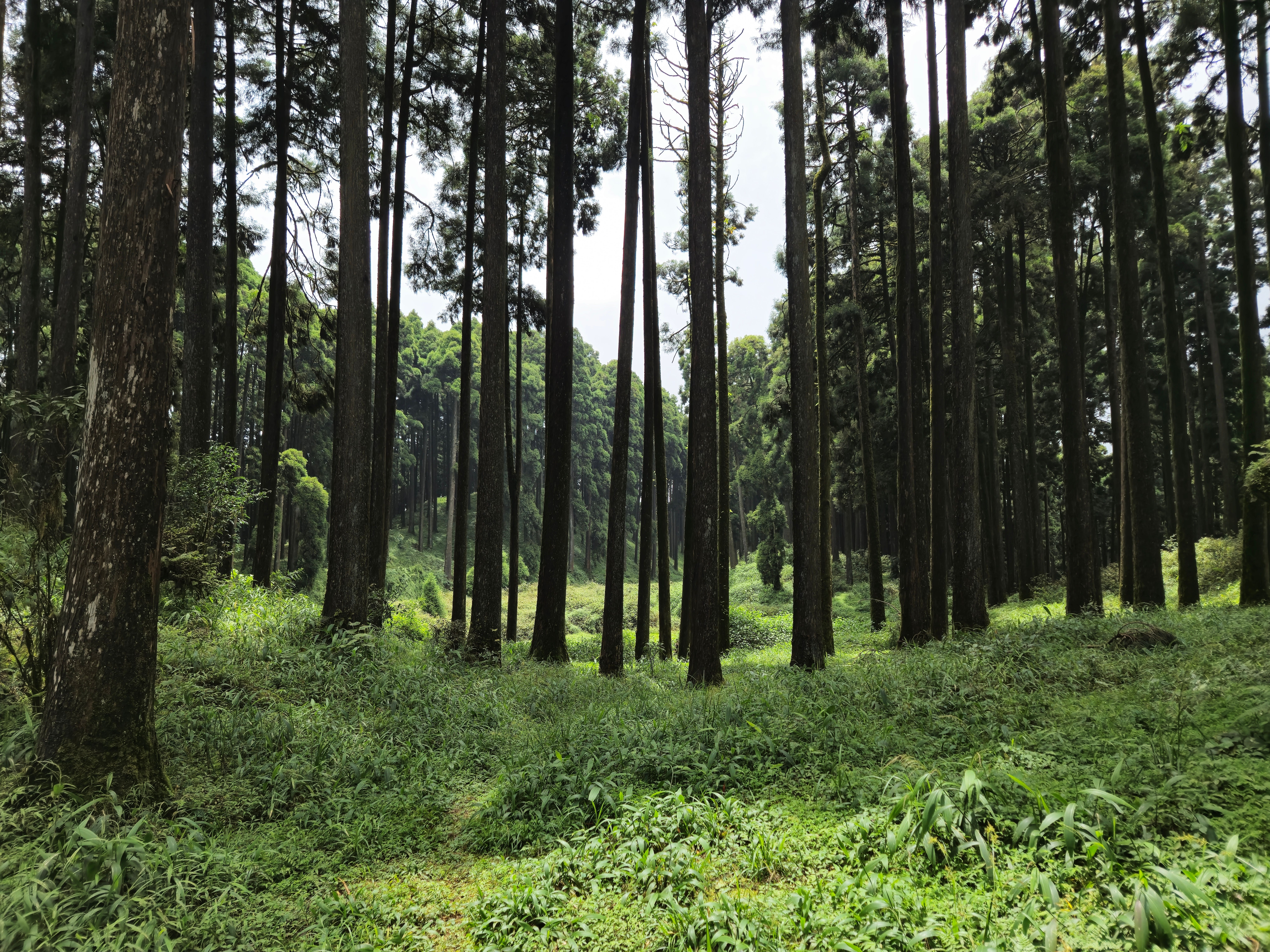 Bosque De Pinos Sereno En Darjeeling, India · Foto de stock gratuita