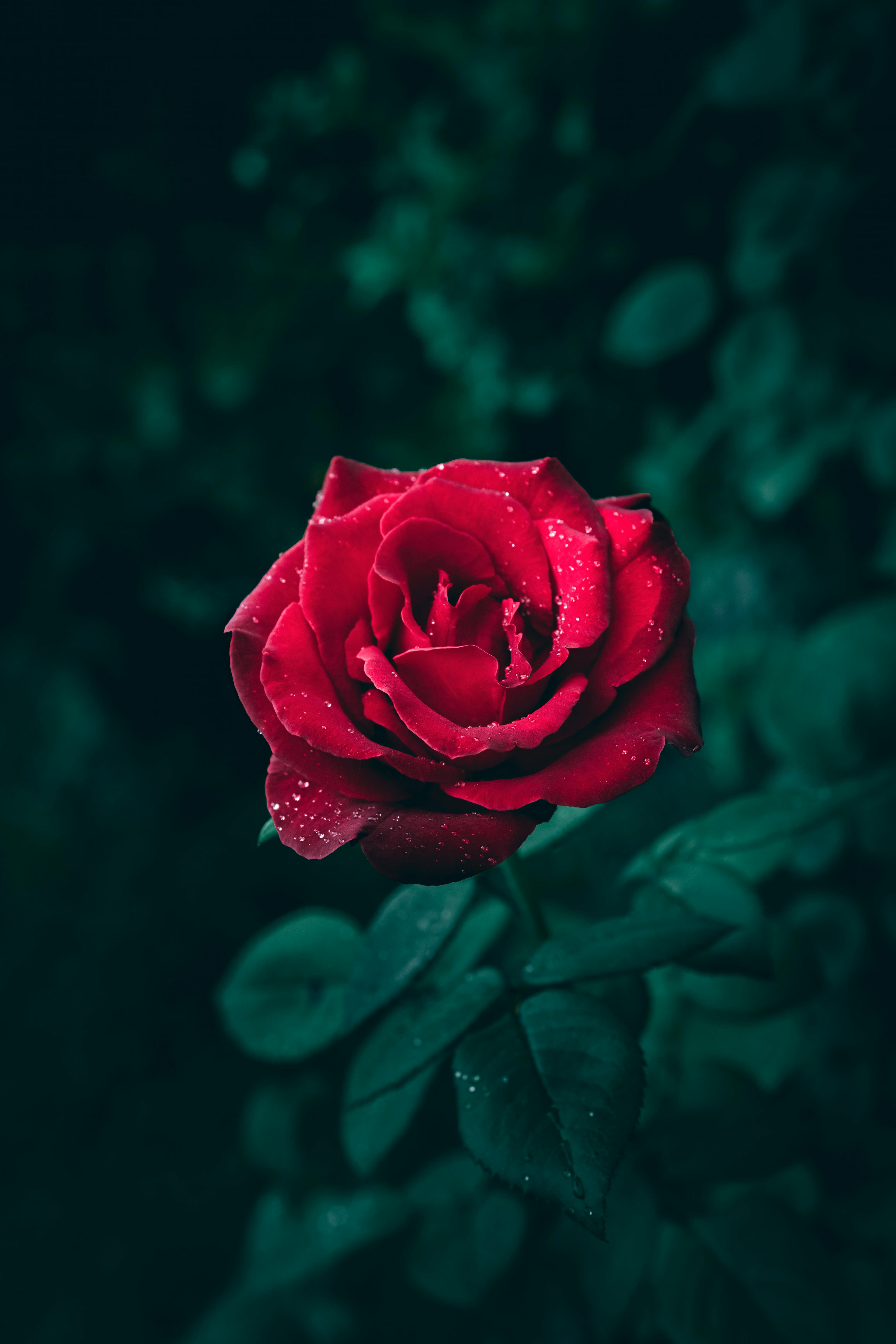 Gros Plan D'une Rose Rouge Couverte De Rosée En Fleur · Photo gratuite