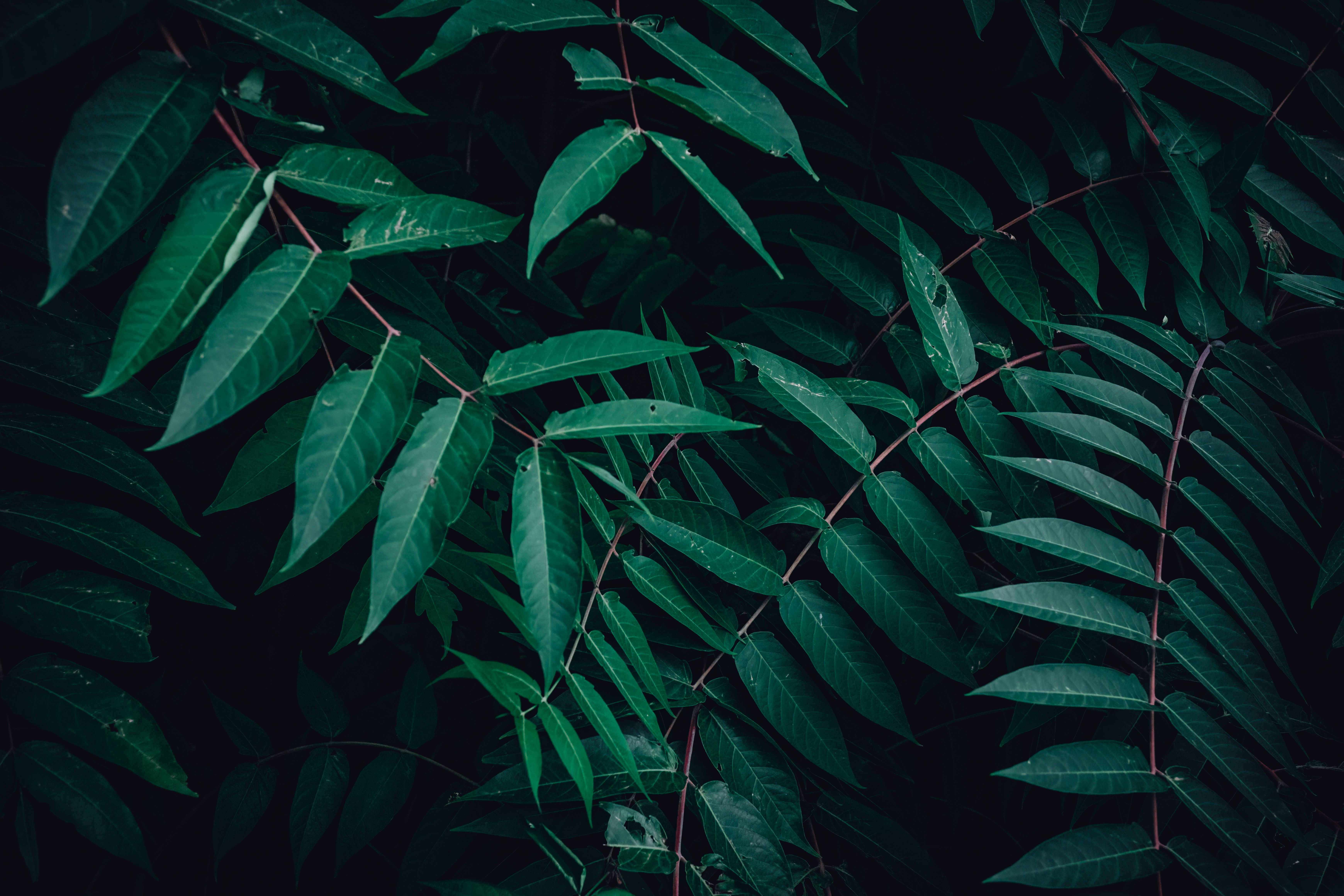 Lush Green Foliage of Sumac Leaves · Free Stock Photo