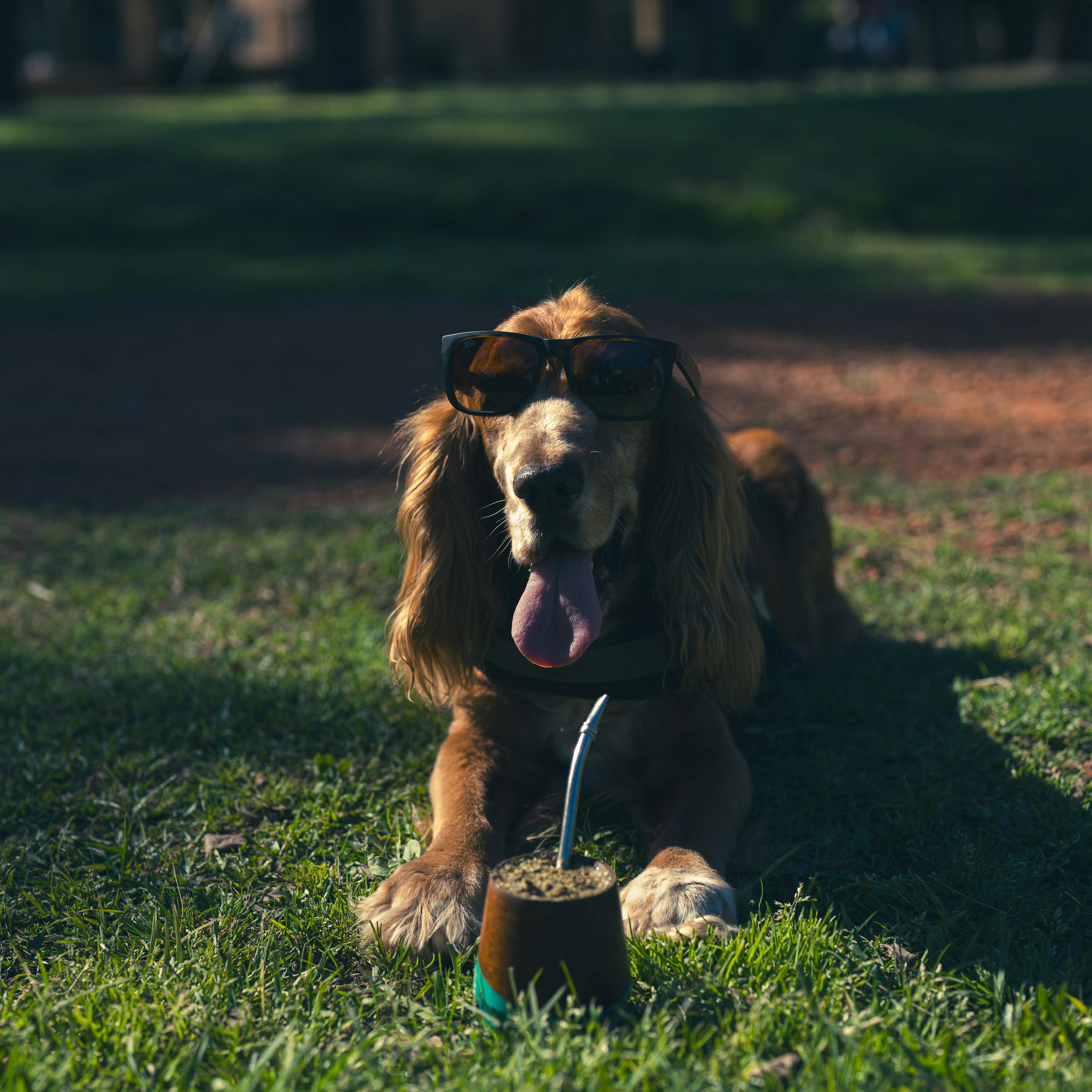 Perro Relajado Disfrutando De Una Tarde Soleada Con Su Compañero · Foto ...