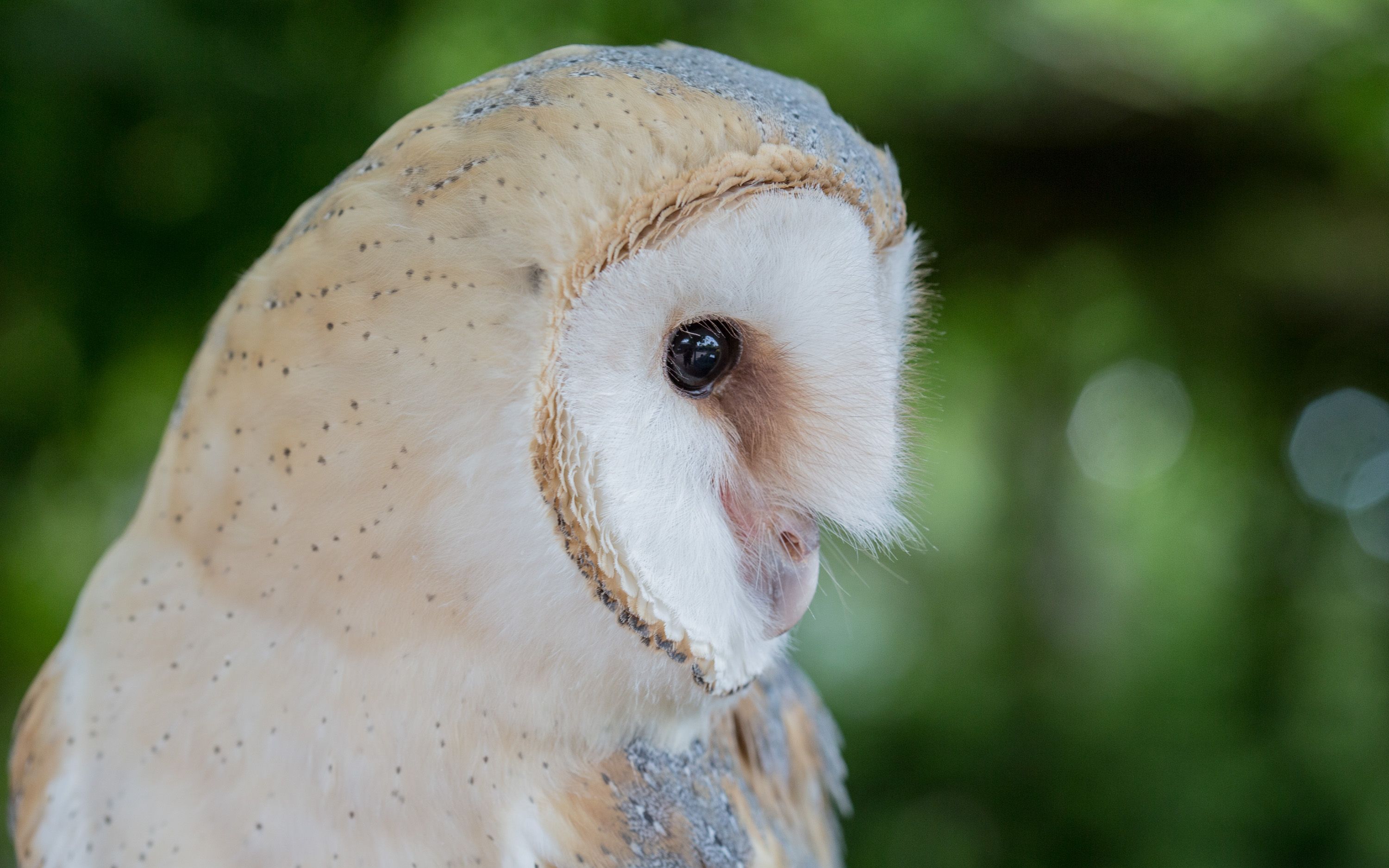 Captivating Portrait of a Barn Owl in Nature · Free Stock Photo