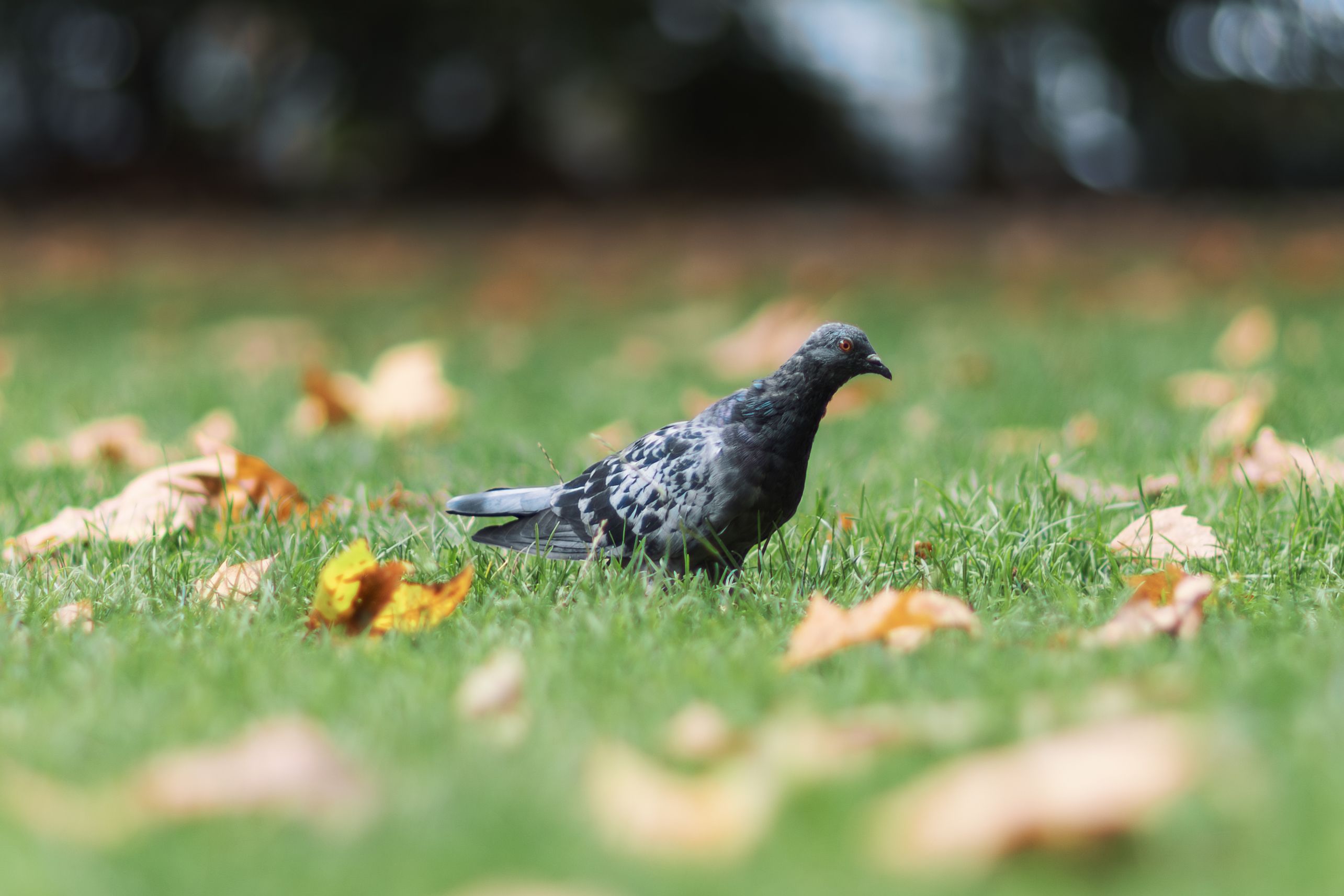 Pigeon on Grass with Autumn Leaves · Free Stock Photo