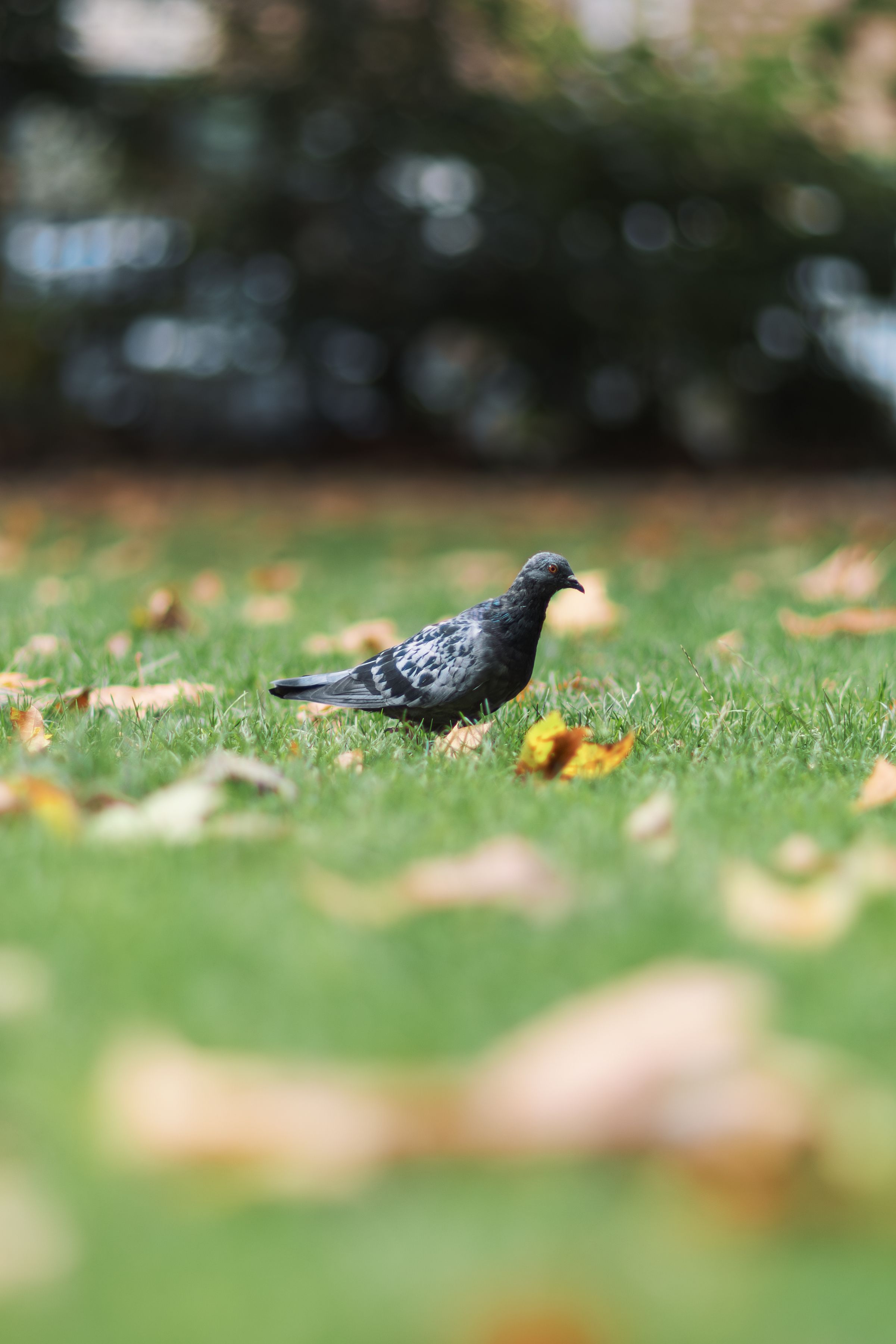 Pigeon on Green Grass with Autumn Leaves · Free Stock Photo