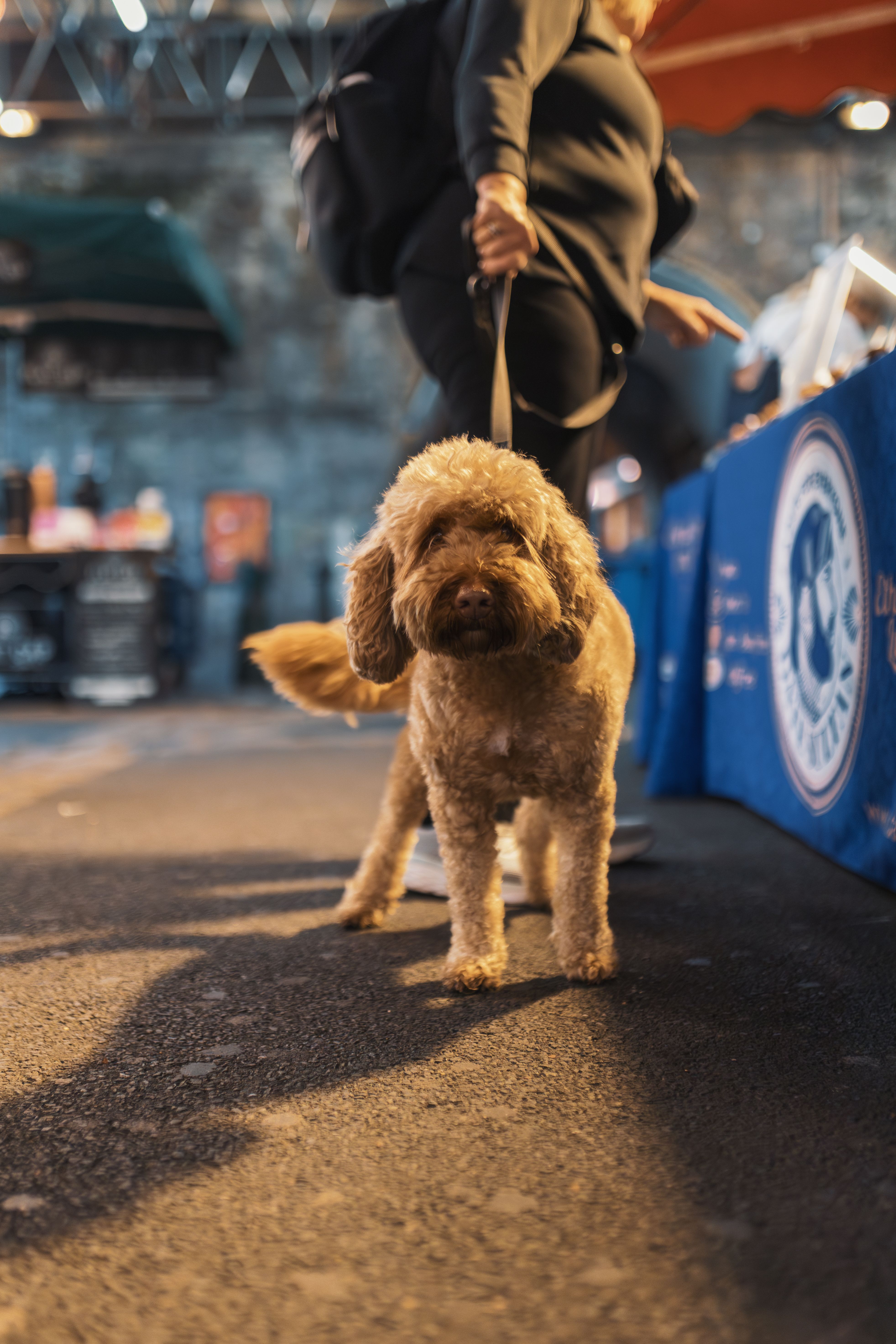Dog Market Photos, Download The BEST Free Dog Market Stock Photos & HD ...