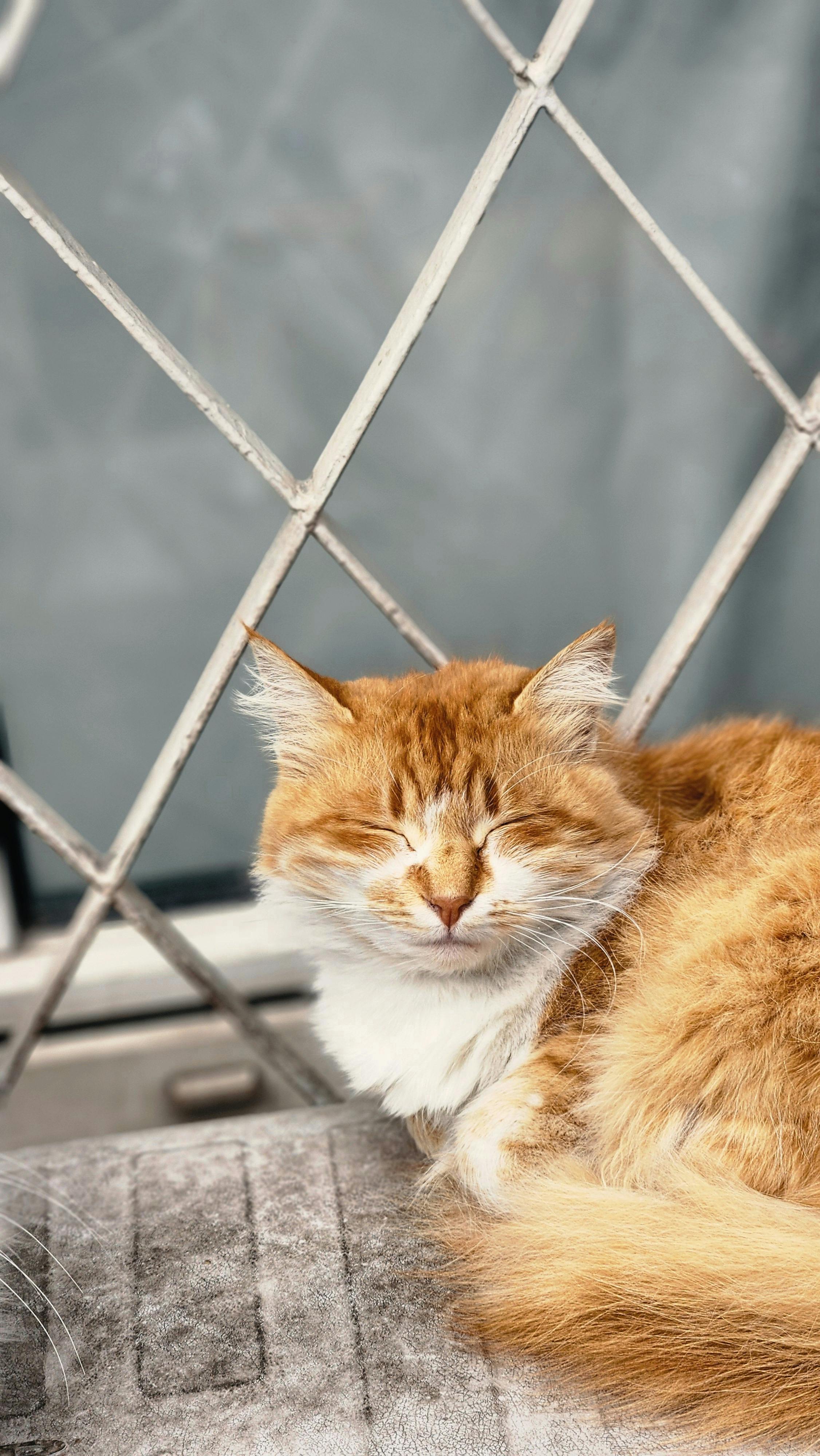 Relaxed Ginger Cat Sleeping by Window · Free Stock Photo