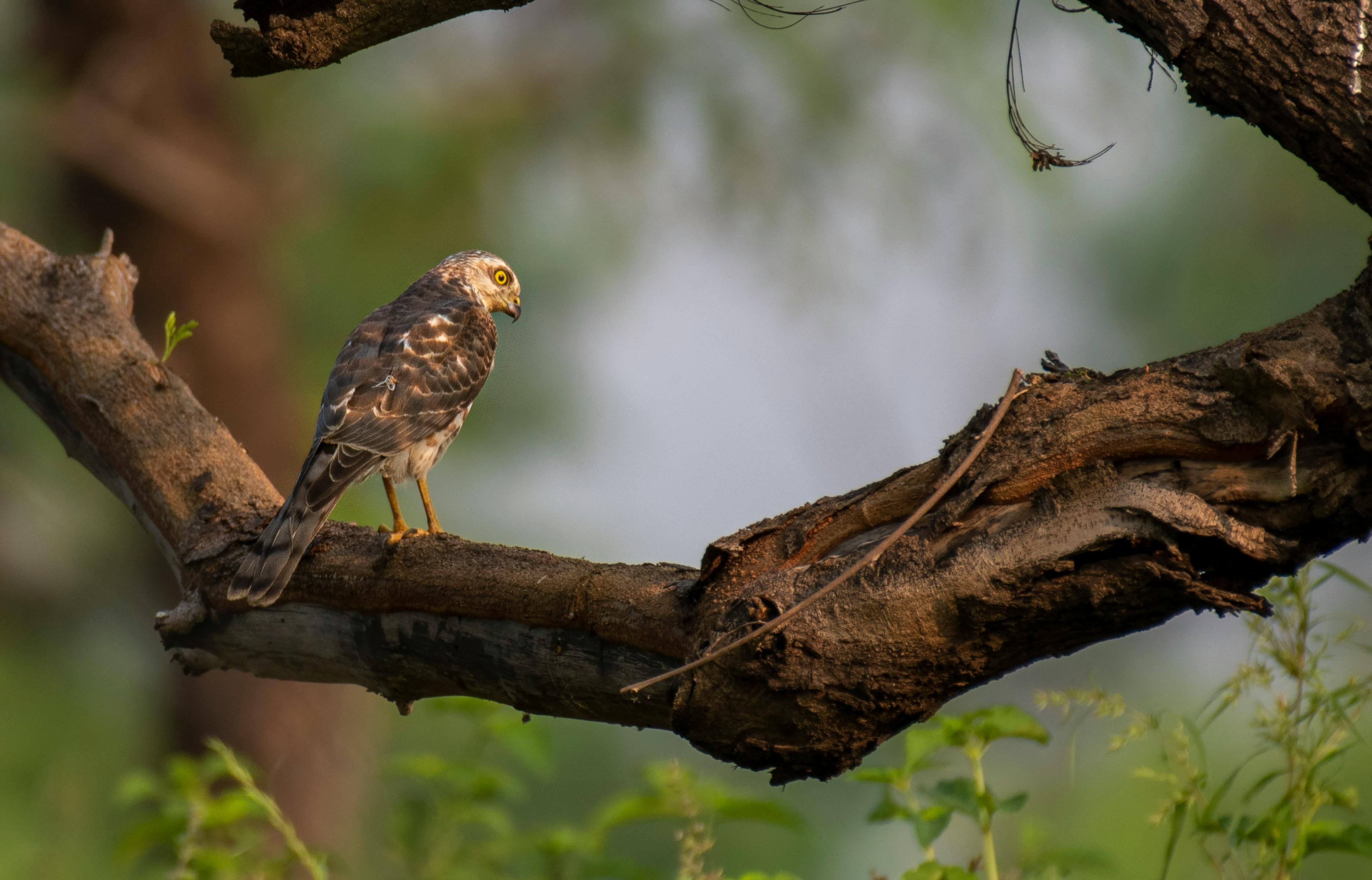 Sharp-shinned Hawk on Tree Branch in Nature · Free Stock Photo