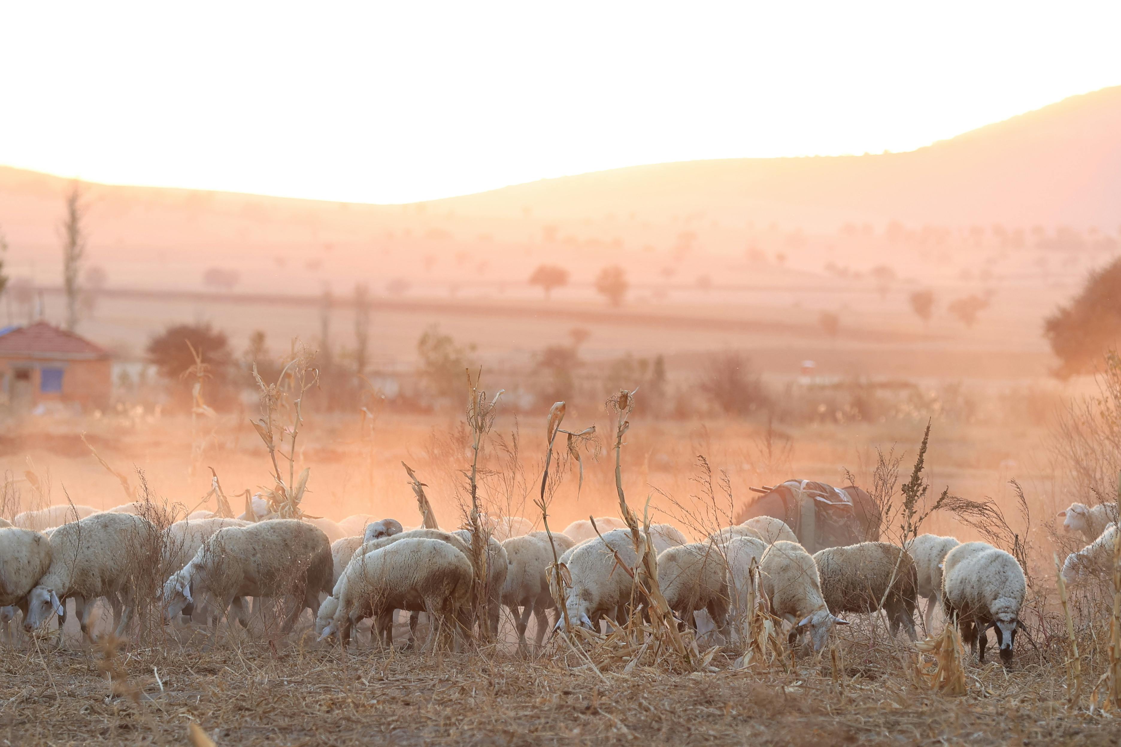 Untilled Field Photos, Download The BEST Free Untilled Field Stock ...