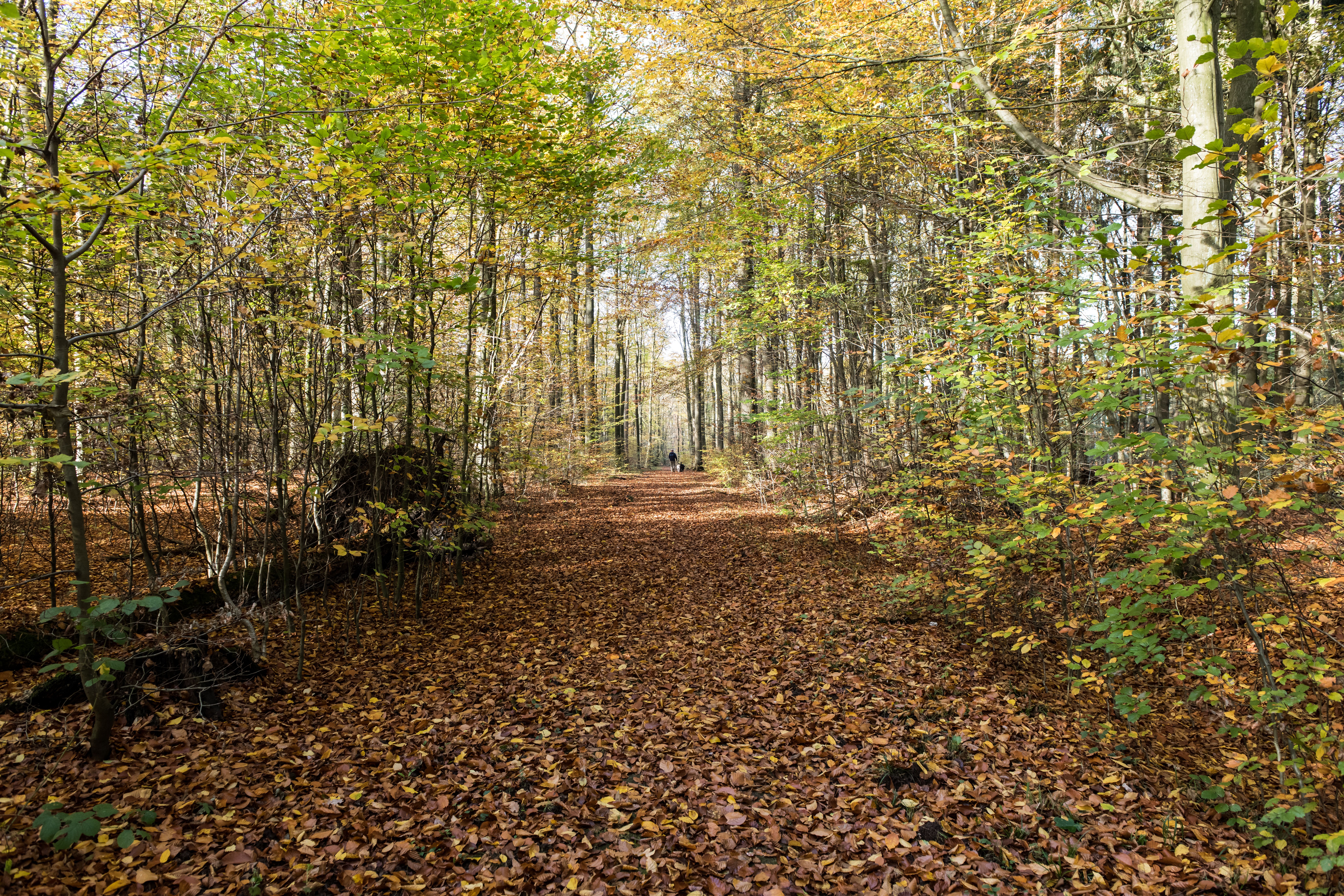 Autumn Forest Path with Colorful Foliage · Free Stock Photo