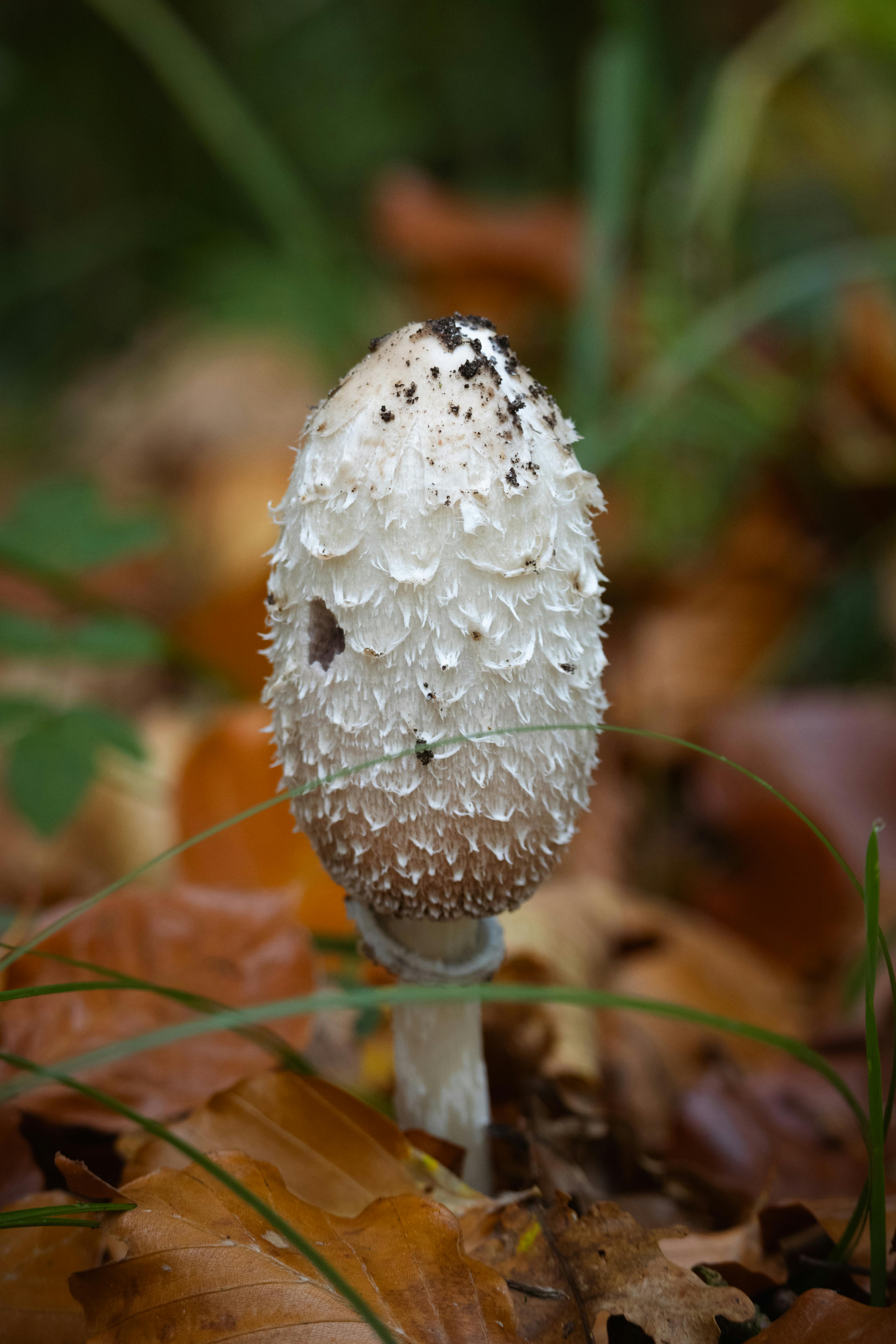 Gyat Wallpaper Photos, Download The BEST Free Gyat Wallpaper Stock ...