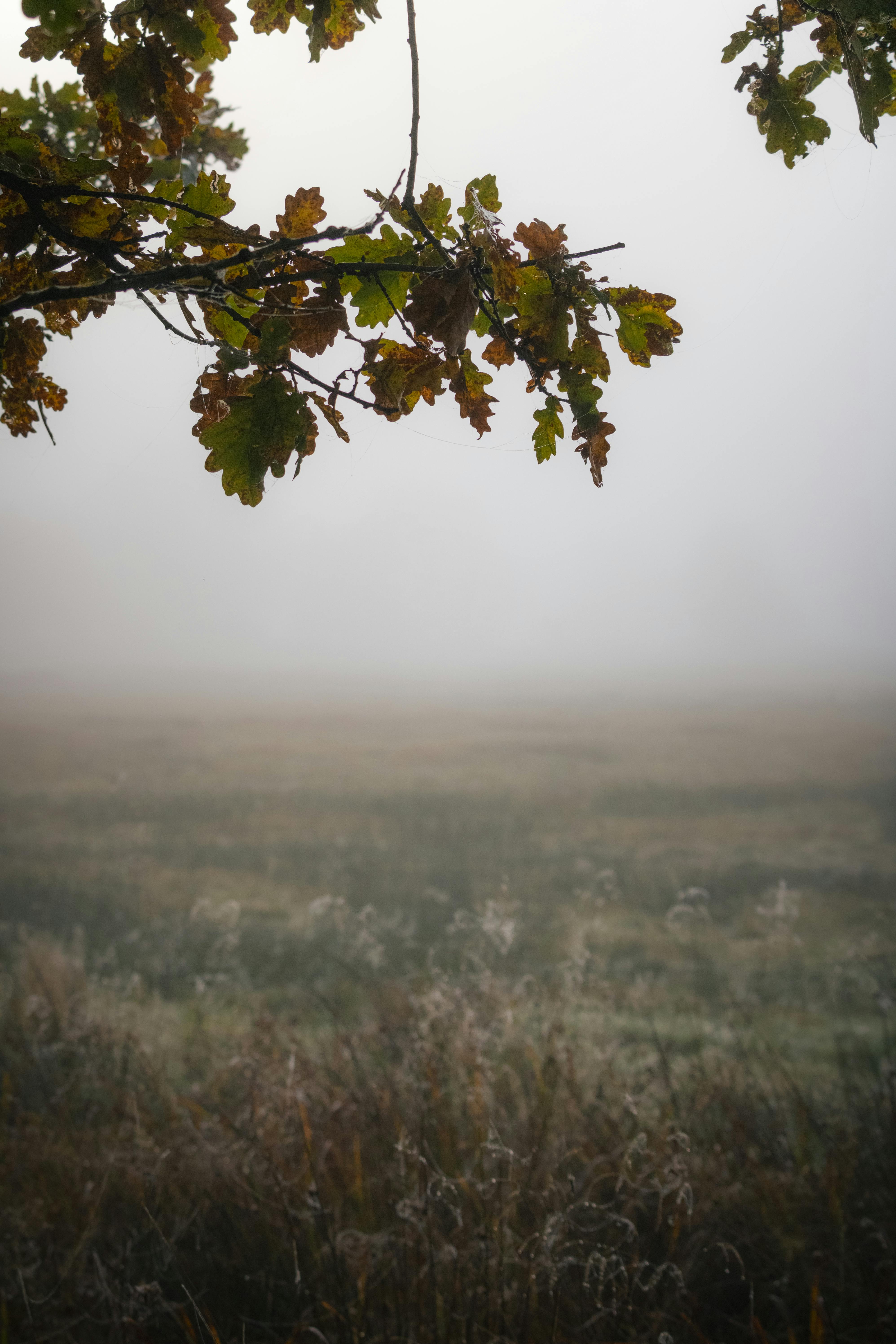 In Distant Photo of Tree on Landscape Field · Free Stock Photo